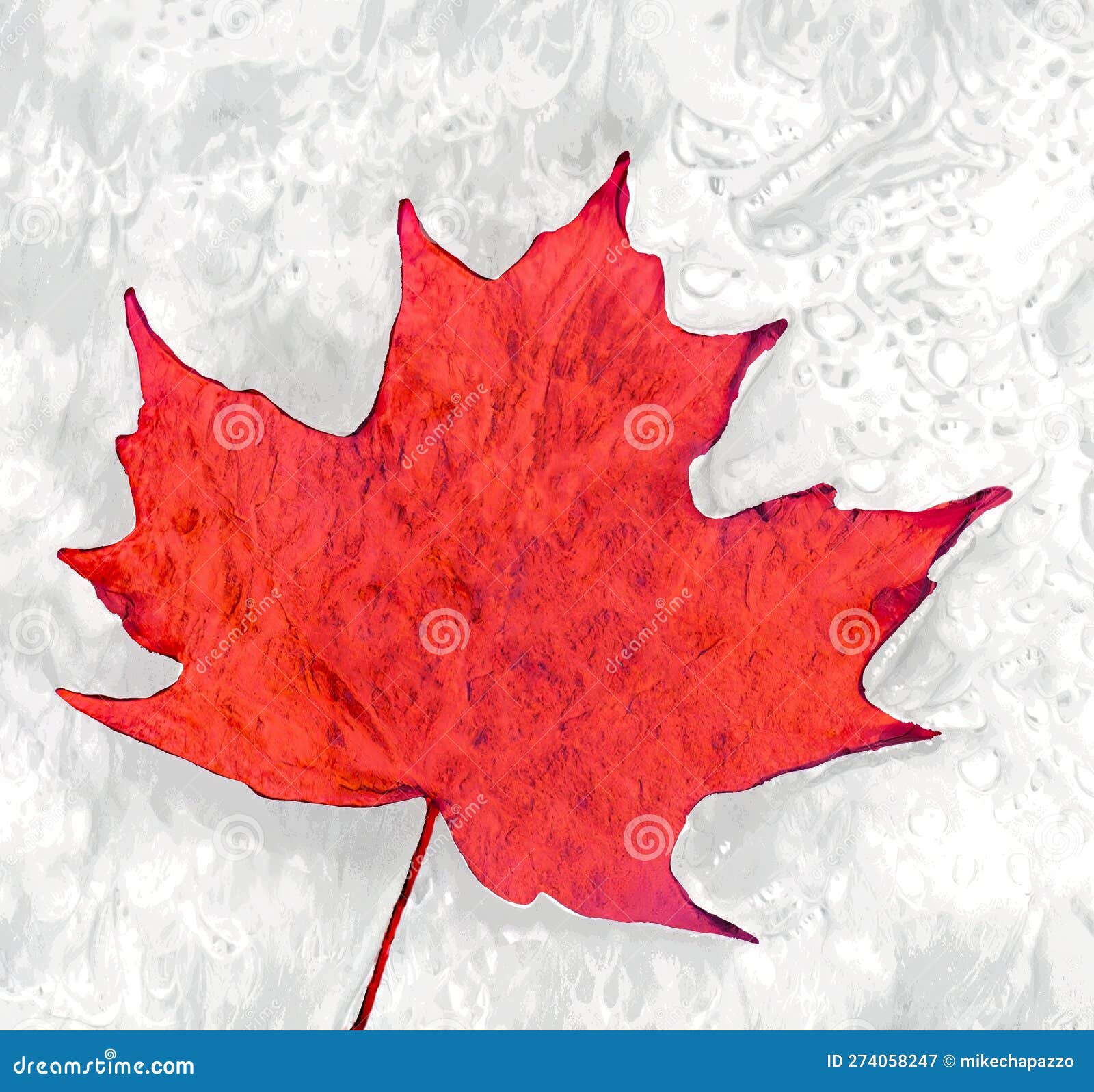 Canadian red maple leaf stock image. Image of vein, design - 274058247