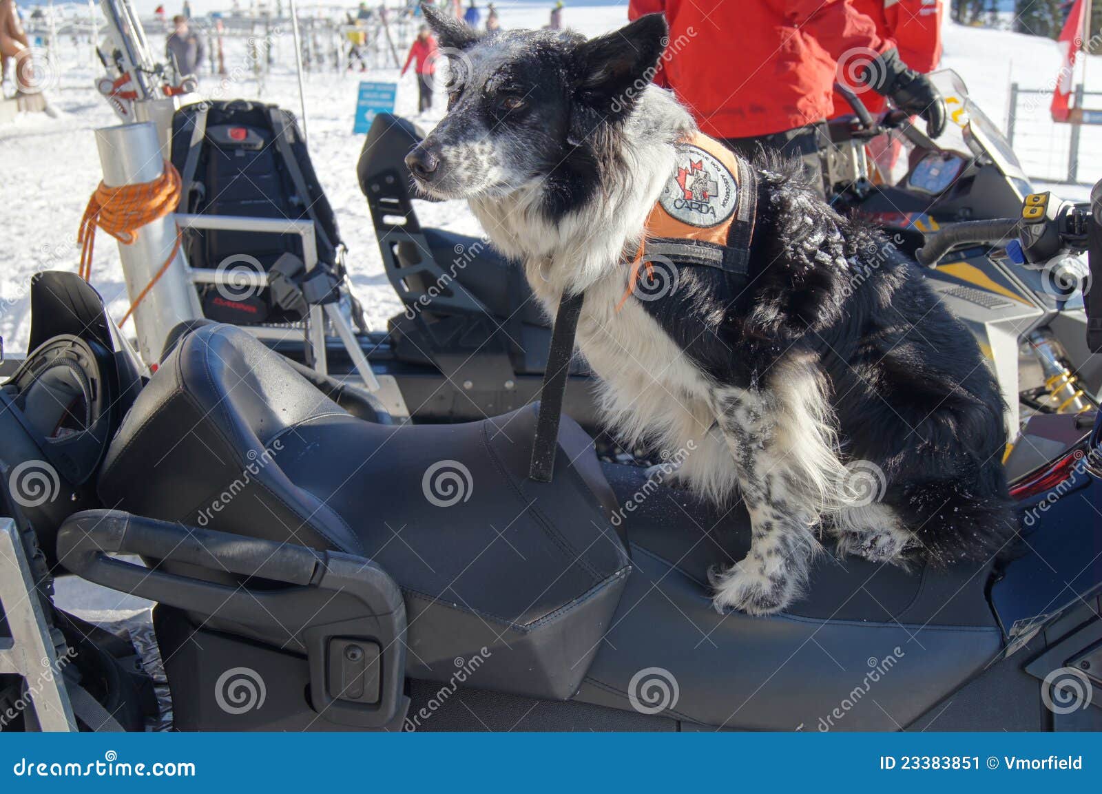 Canadian Rescue Dog editorial photo. Image of safety - 23383851