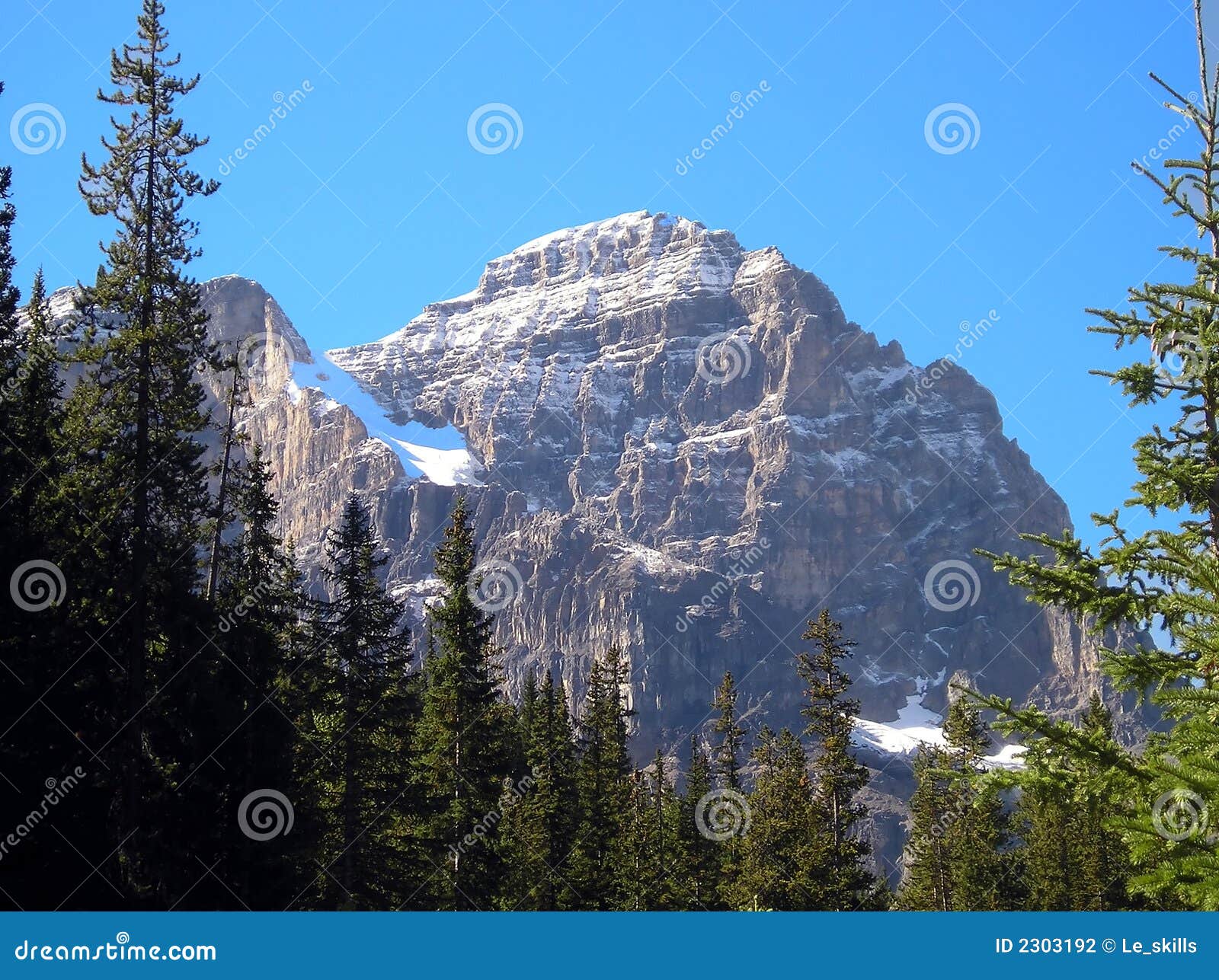 Canadian Rockies stock photo. Image of nature, trees, tree - 2303192