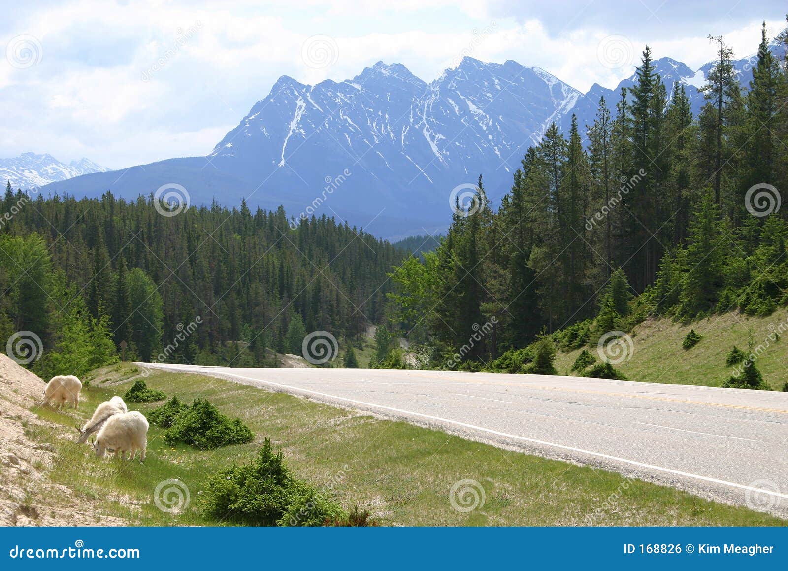 Canadian Rockies II stock photo. Image of landscape, alps - 168826