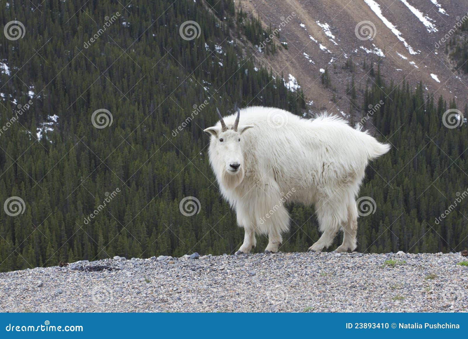 6,653 Goat Rocky Mountain Goat Stock Photos - Free & Royalty-Free Stock ...
