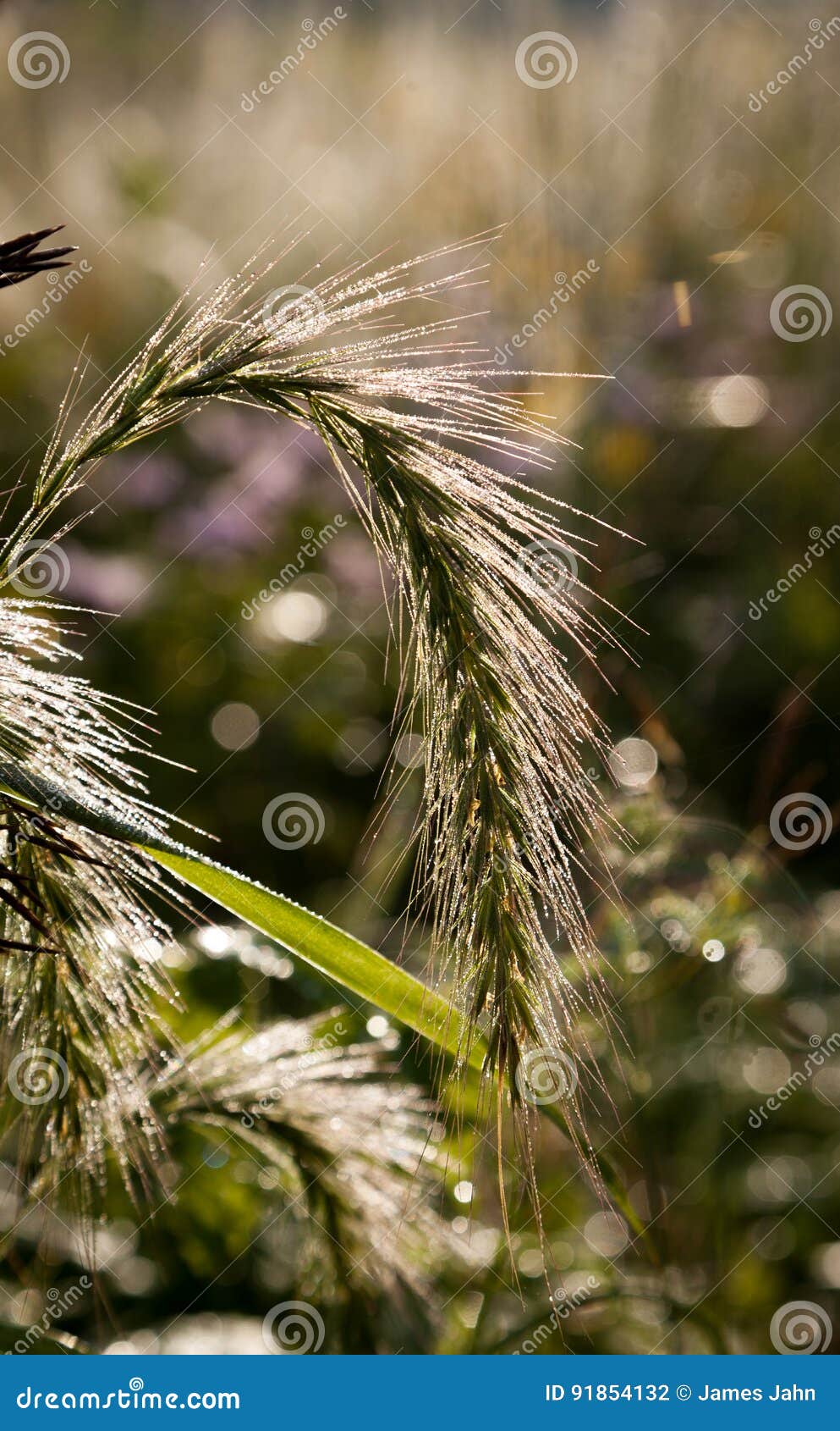 Canadian rye grass stock photo. Image of morning, grass - 91854132
