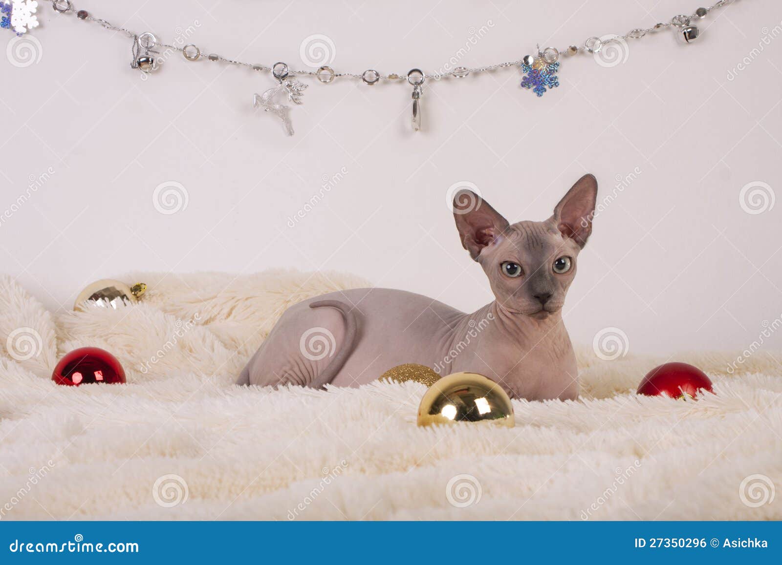 Canadian sphynx stock photo. Image of pupil, animal, meow - 27350296