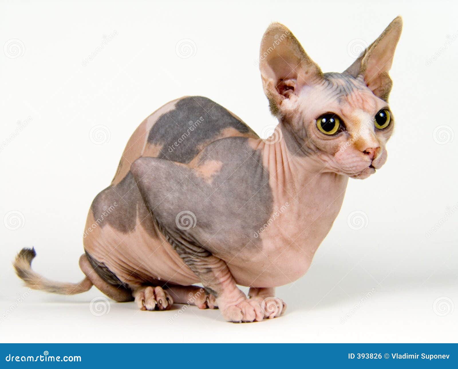 Canadian sphynx stock photo. Image of blinker, domestic - 393826