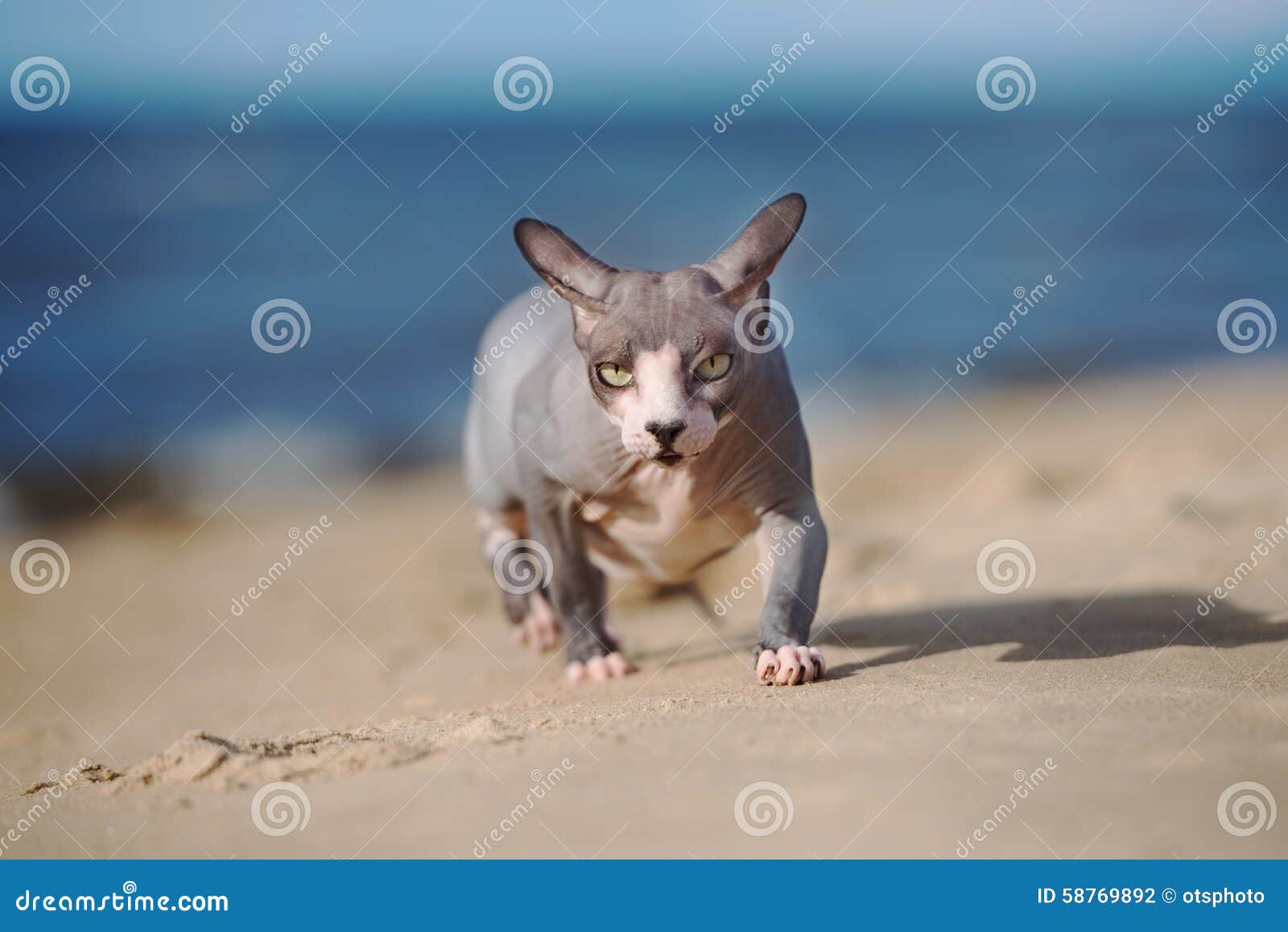 Canadian Sphynx Cat on the Beach Stock Photo - Image of gray, black ...