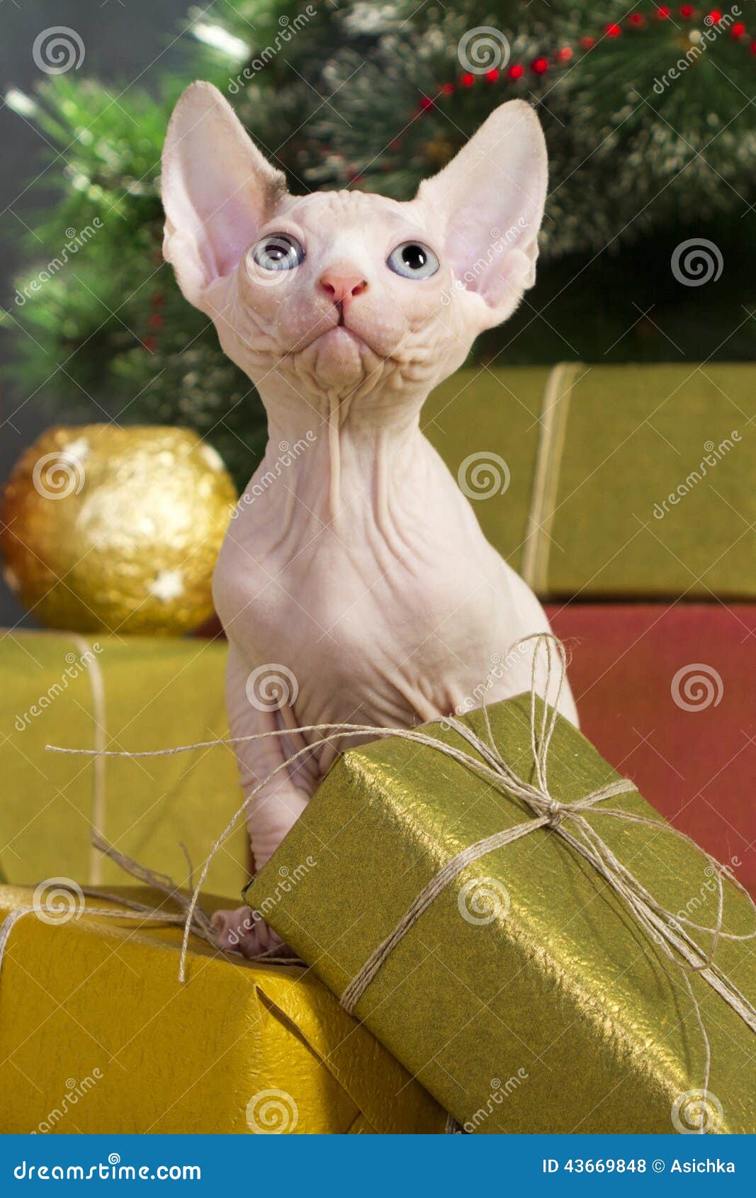 Canadian sphynx cat stock photo. Image of animal, muscles - 43669848