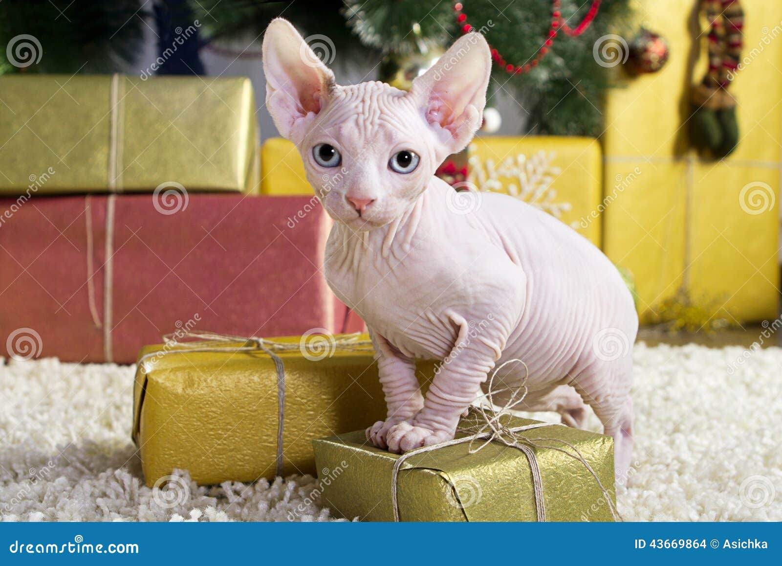 Canadian sphynx cat stock photo. Image of meow, muscles - 43669864