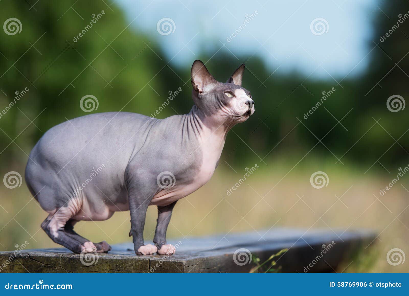 Canadian Sphynx Cat Outdoors Stock Photo - Image of kitten, white: 58769906