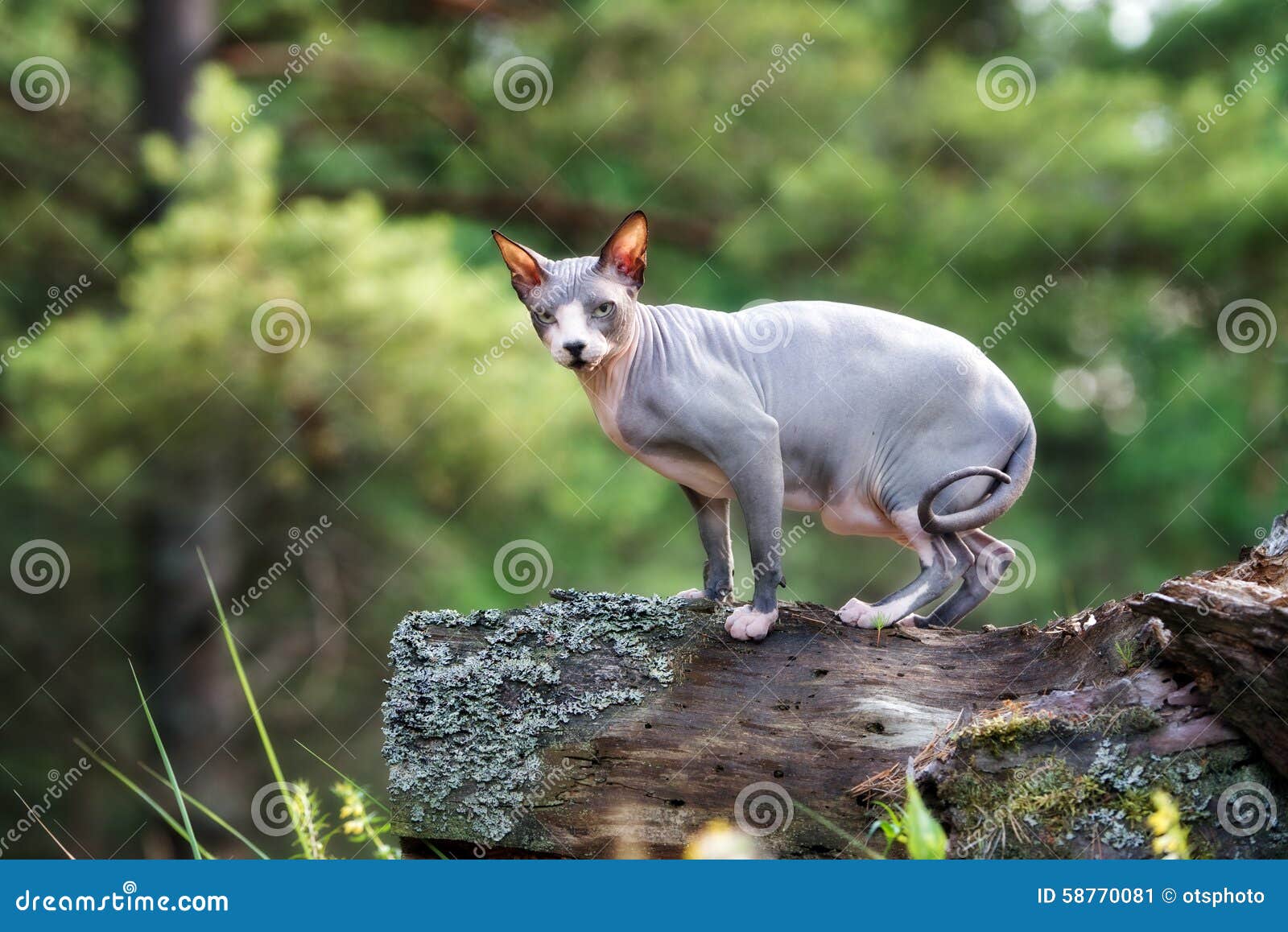 Canadian Sphynx Cat Outdoors Stock Image - Image of skin, outdoors ...