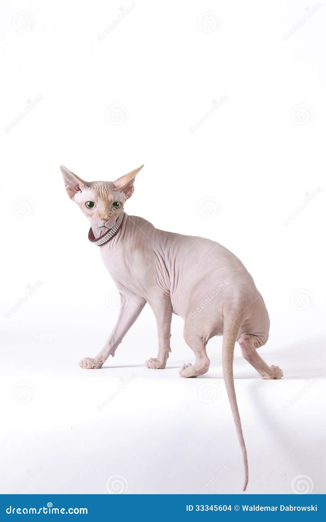 Weird Sphynx Cat Sitting Curious Squints Isolated On Black Background ...