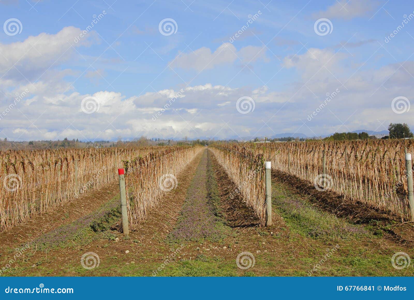 Canadian Spring Raspberry Crop Stock Image - Image of coast ...