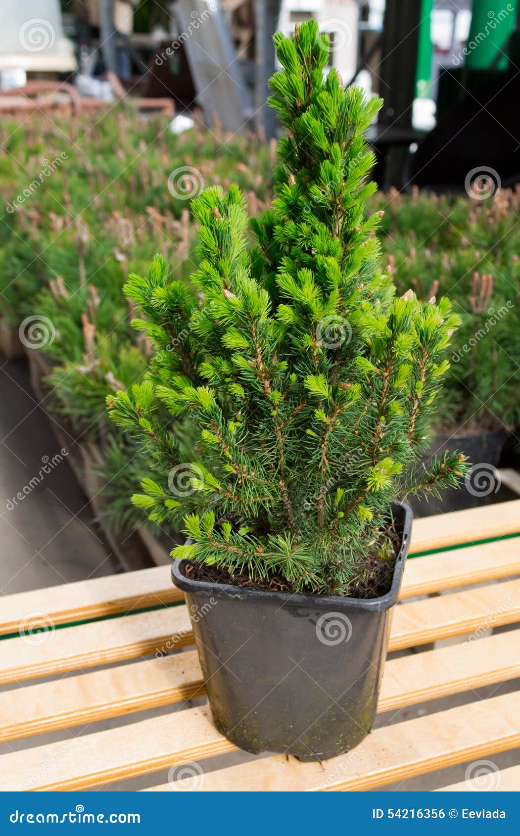 The canadian spruce stock photo. Image of picea, herbs - 54216356