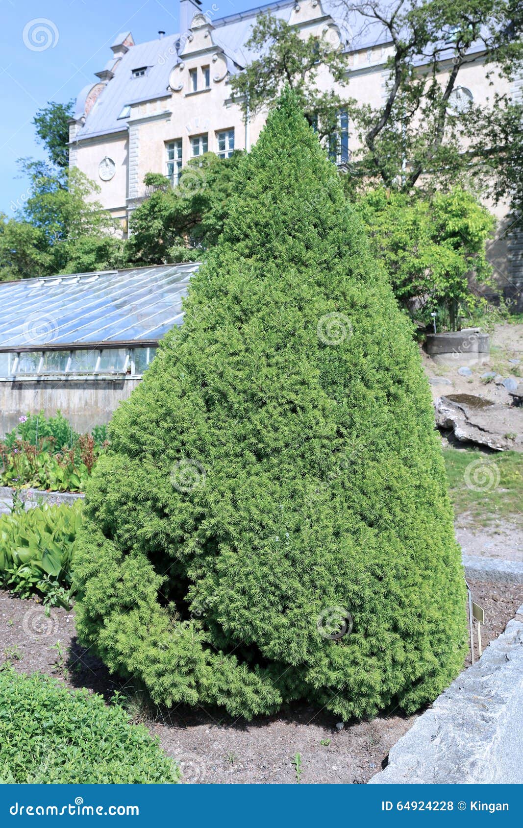 Canadian Spruce Tree Bluish Konica Stock Photo - Image of conical ...