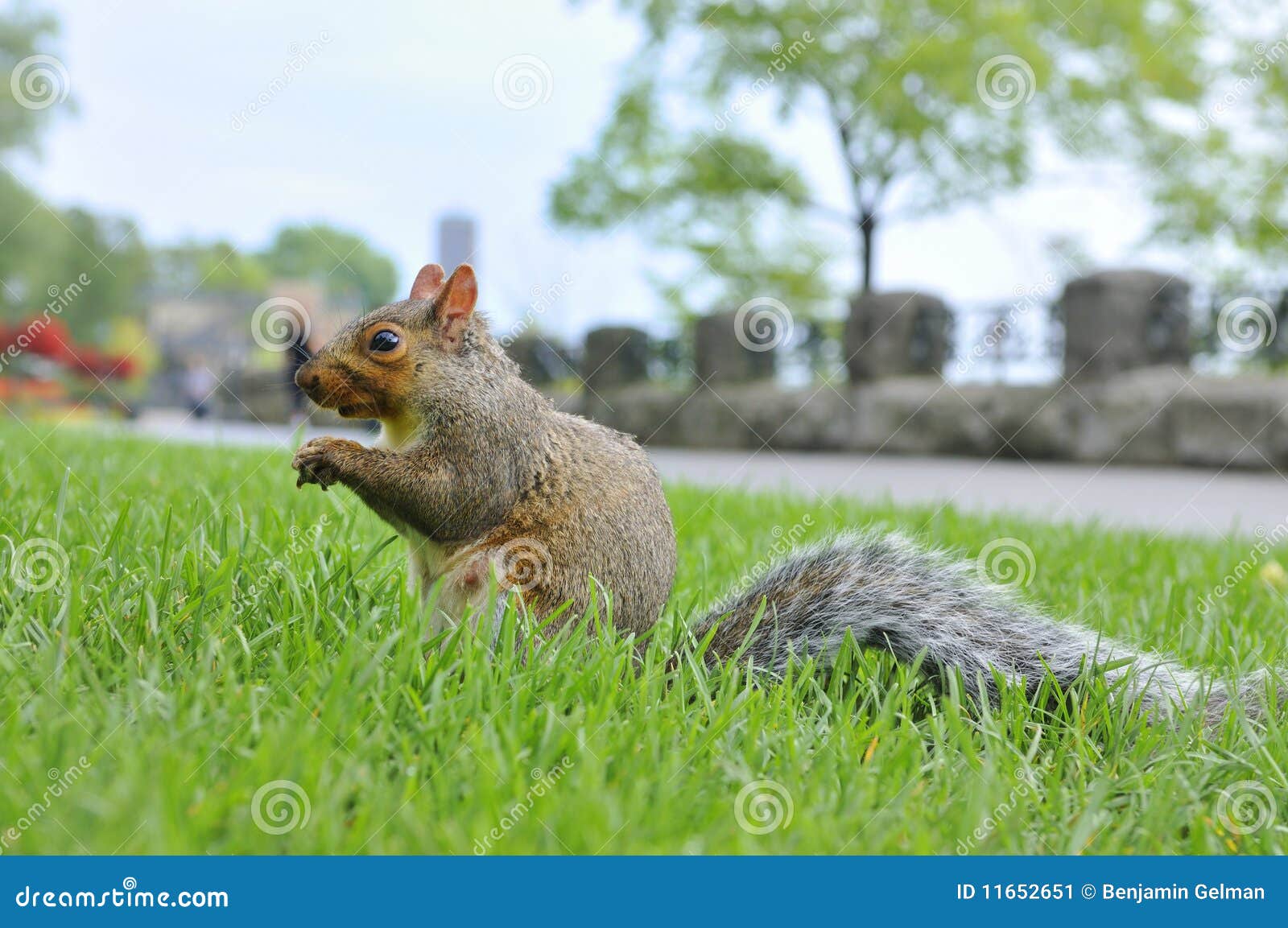 Canadian squirrel stock image. Image of back, animal - 11652651