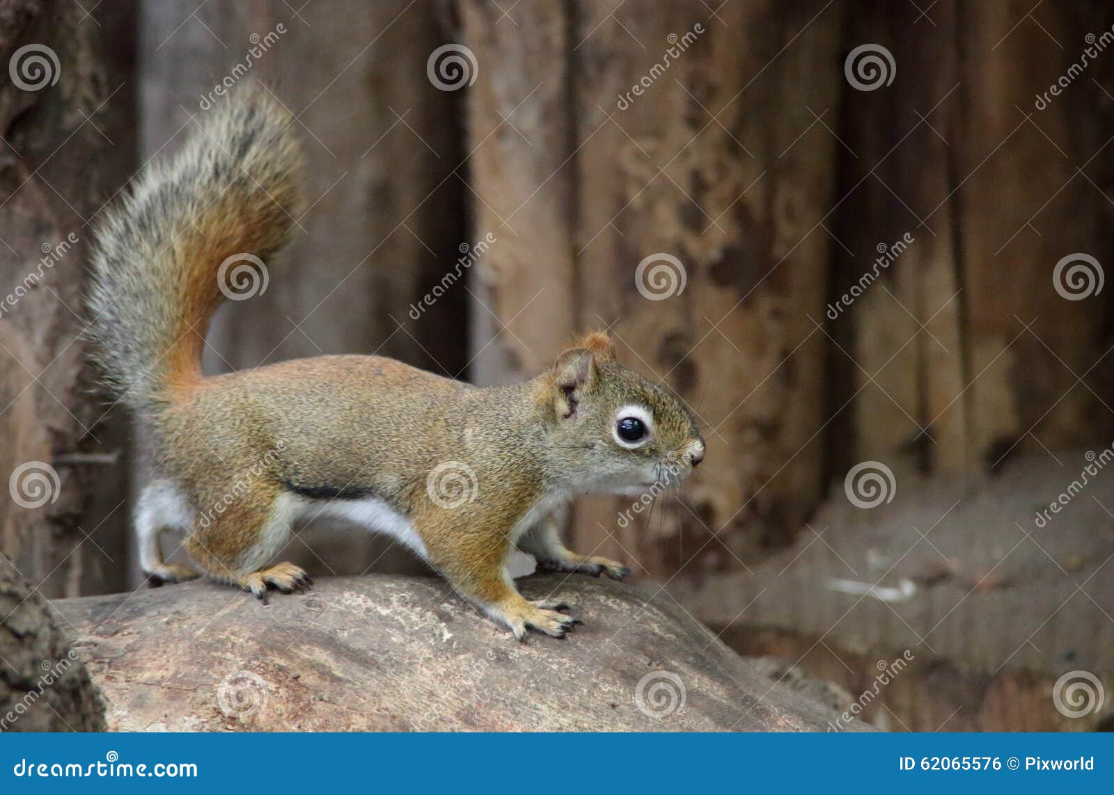 Canadian Squirrel stock photo. Image of squirrel, funny - 62065576