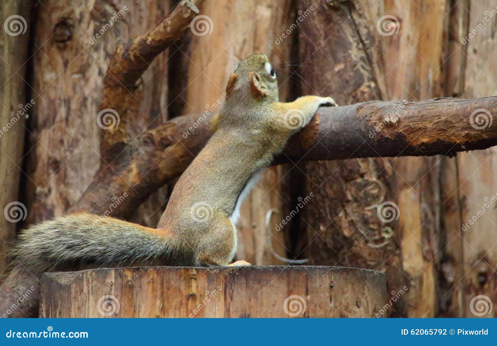 Canadian Squirrel stock photo. Image of sleepy, squirrels - 62065792