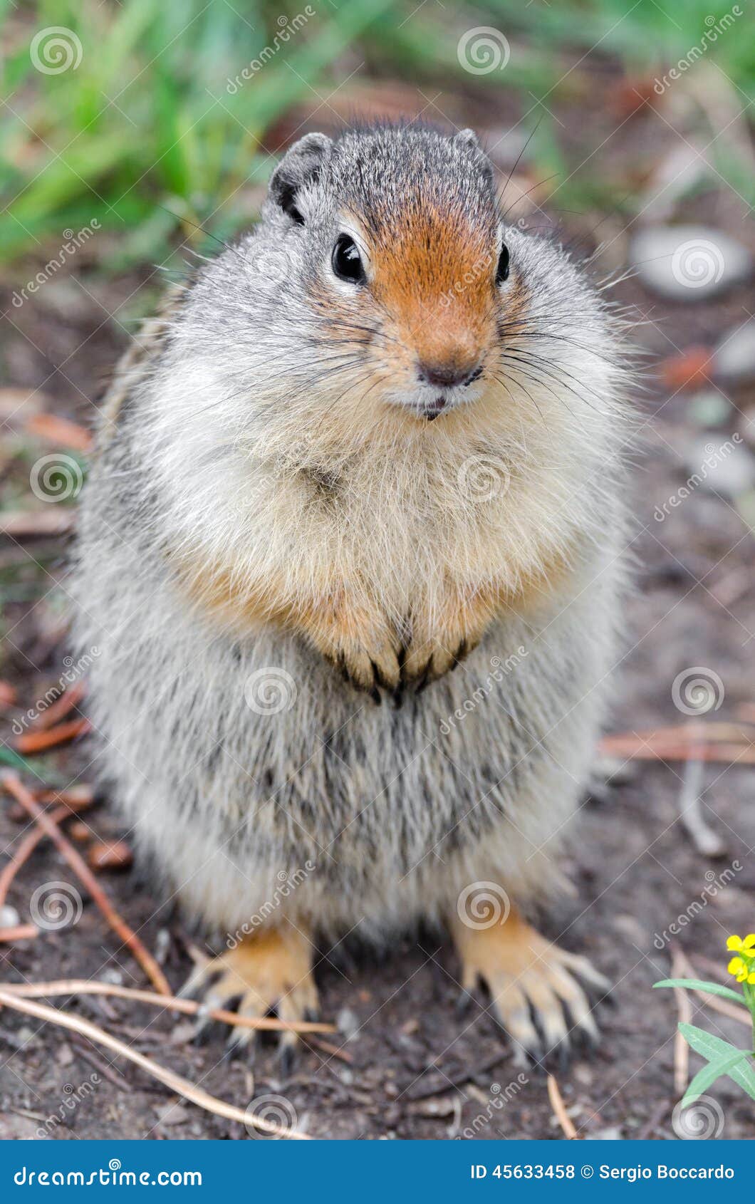 Canadian squirrel stock photo. Image of squirrel, nature - 45633458