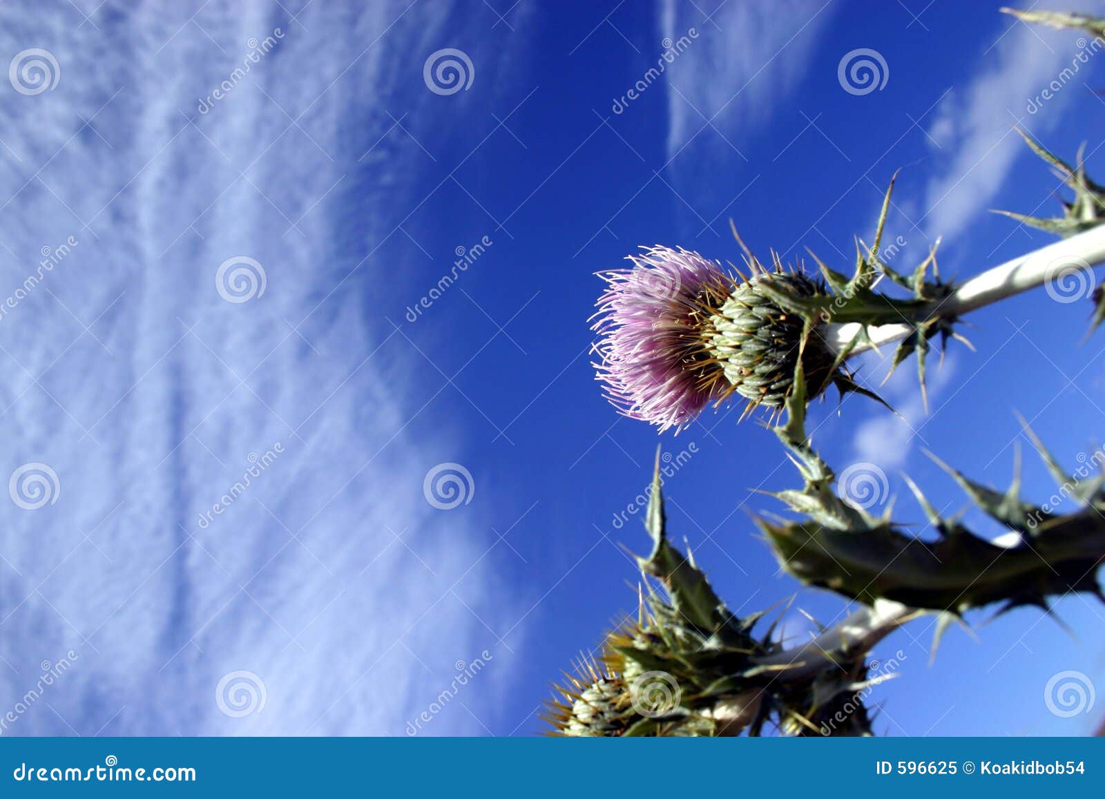 Canadian Thistle stock image. Image of thistle, weed, cirrus - 596625