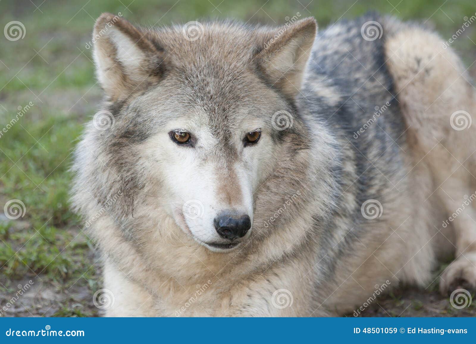 Canadian timber wolf stock image. Image of wolf, pets - 48501059
