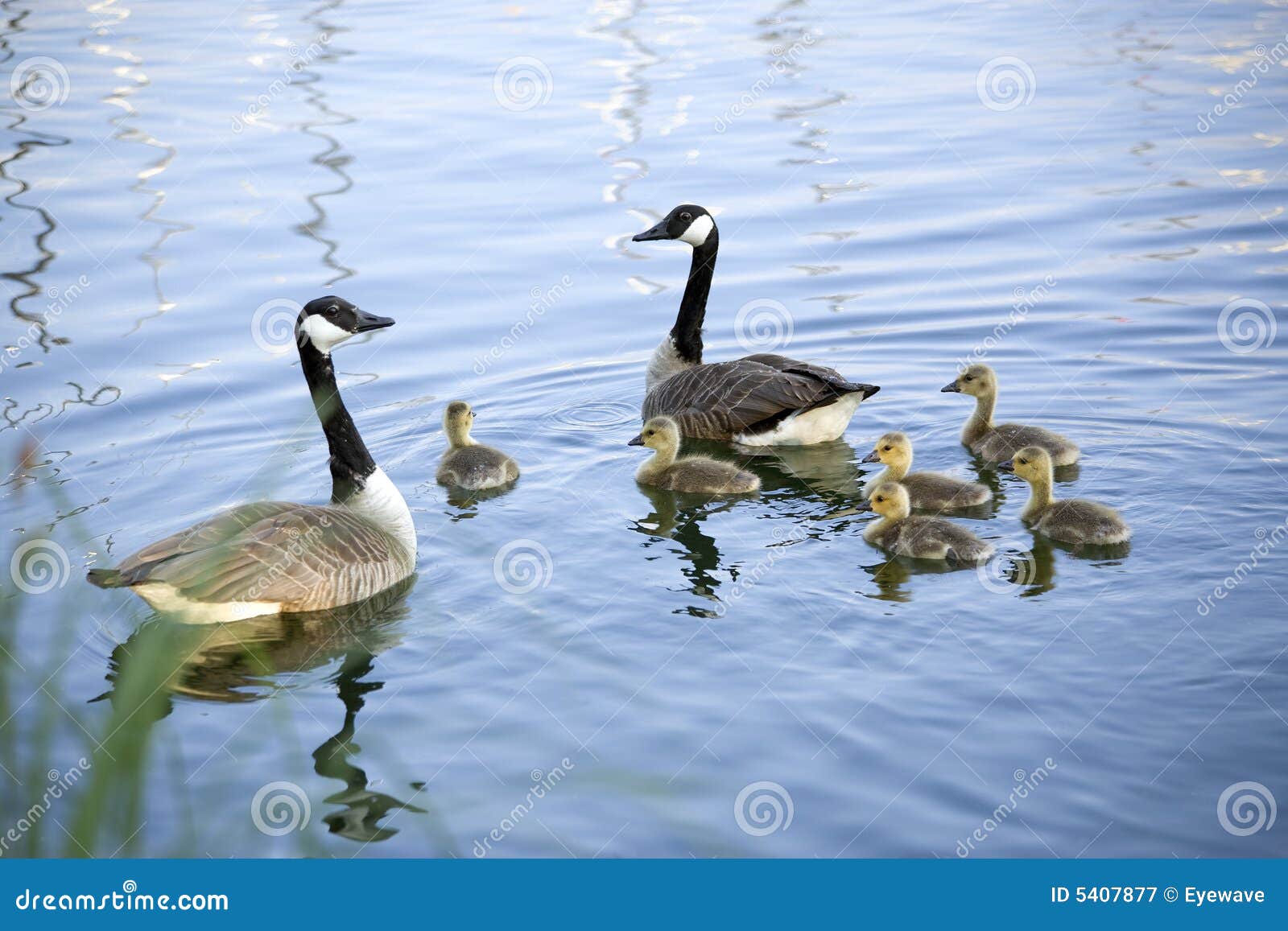 Canadian wild geese family stock image. Image of guarding - 5407877