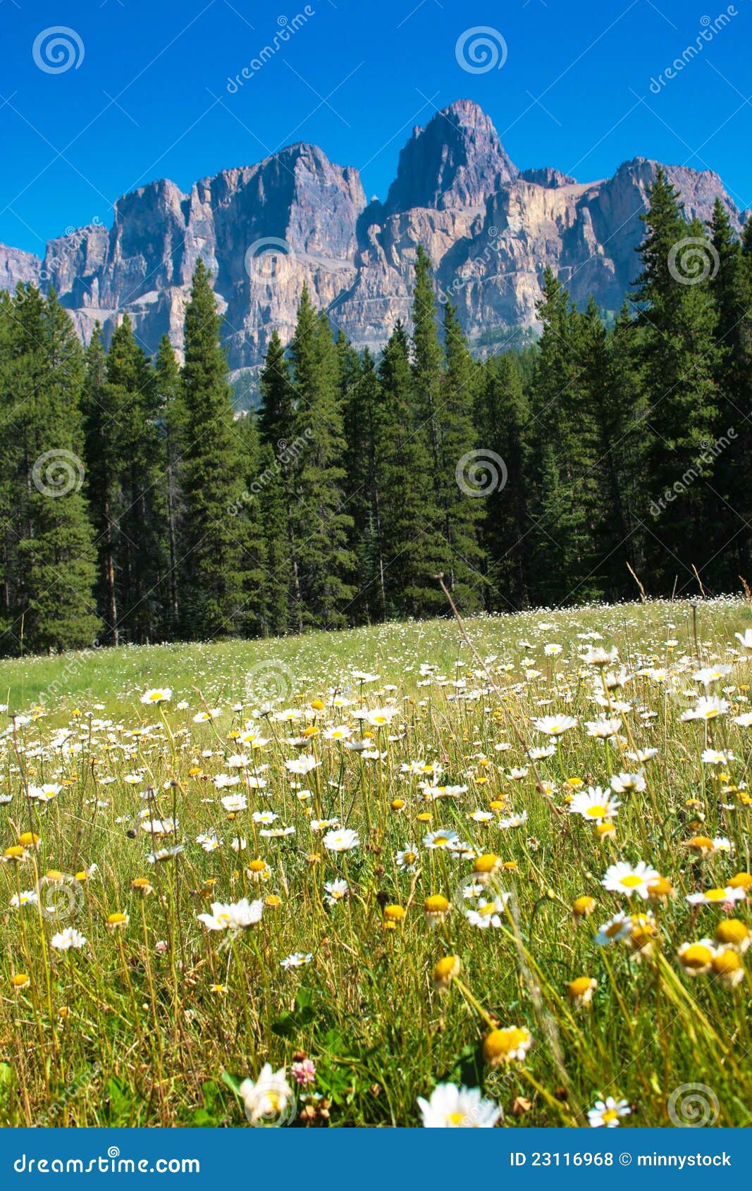 Canadian wilderness stock photo. Image of flower, forest - 23116968