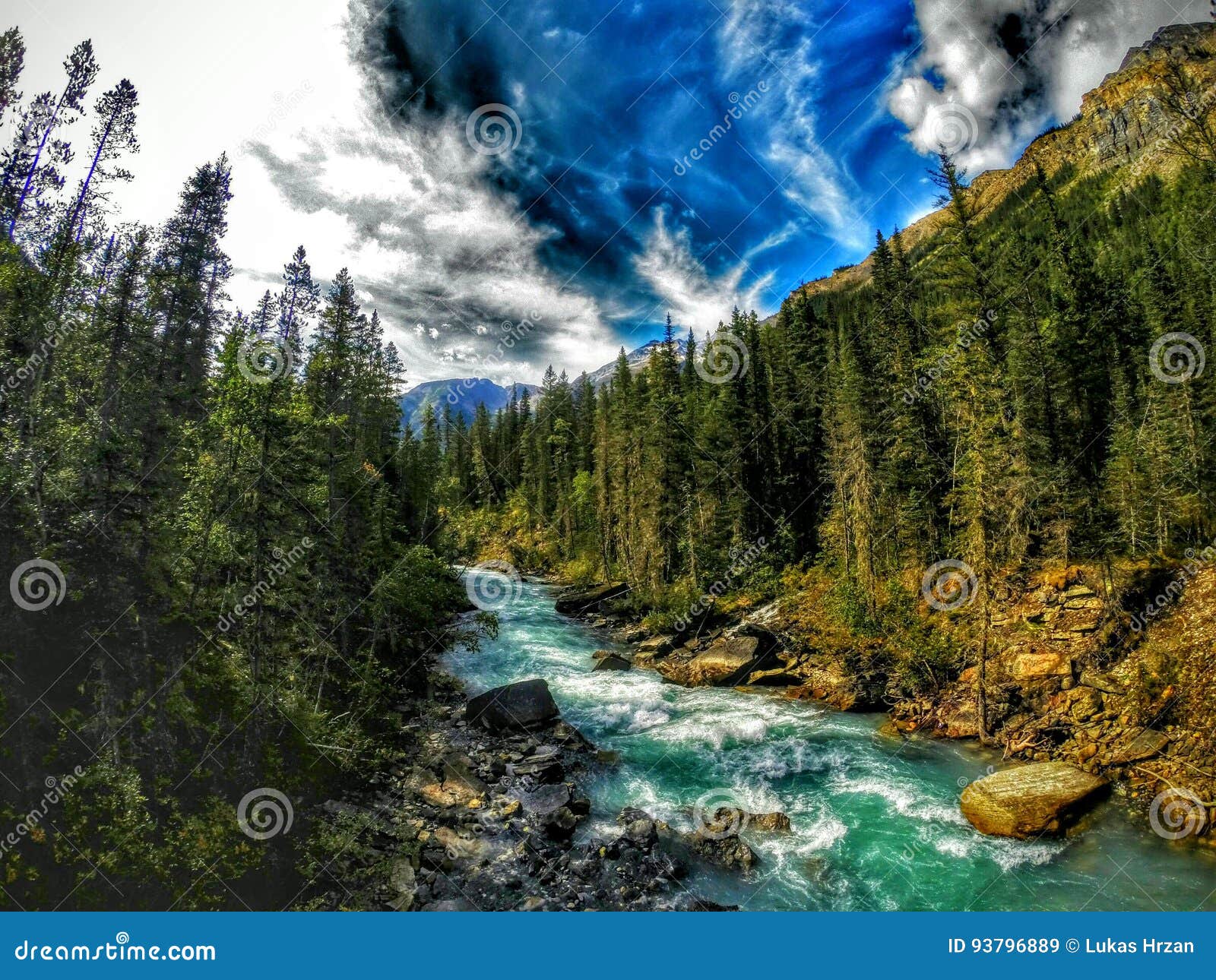 Canadian wildlife stock image. Image of forest, wildlife - 93796889