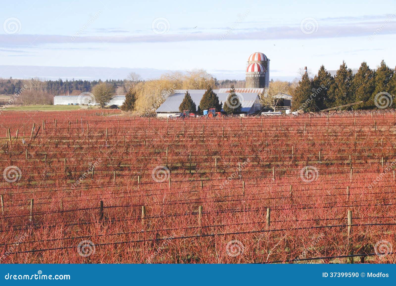 Canadian Winter Berry Farm stock photo. Image of blueberry - 37399590