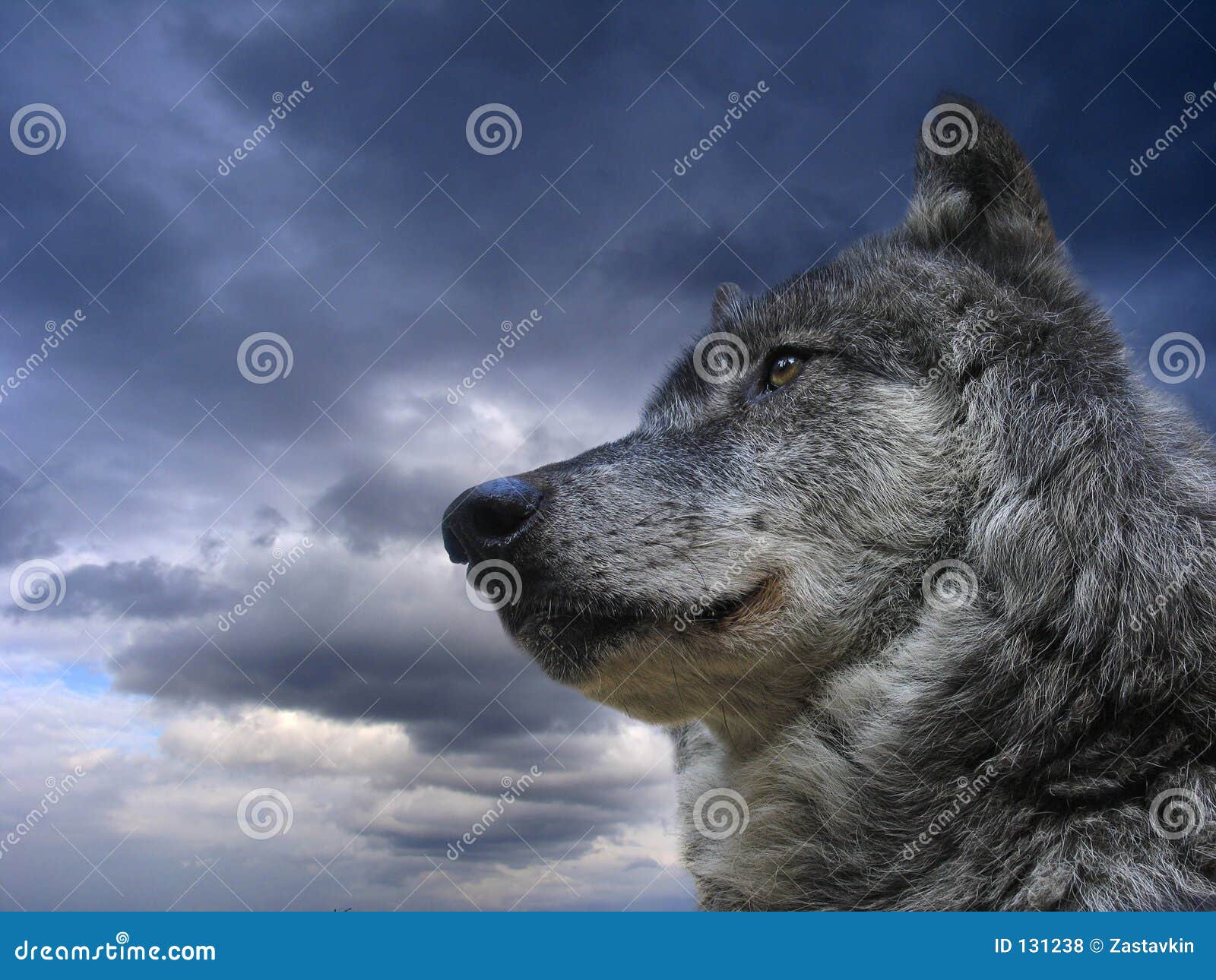 Canadian Wolf stock photo. Image of freedom, muzzle, canadian - 131238