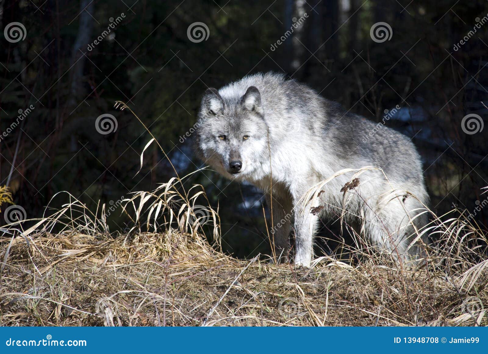 Canadian Wolf Royalty Free Stock Photos - Image: 13948708