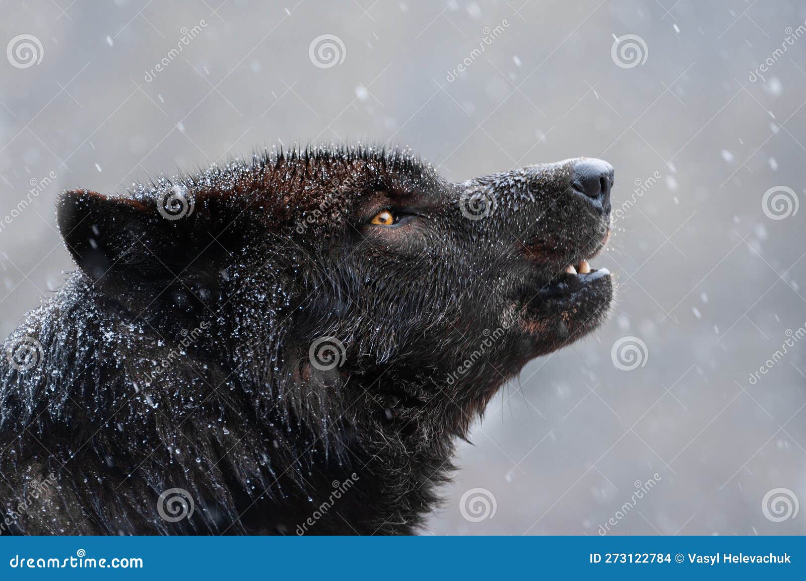 Canadian Wolf Lies On The Background Of A Howling Wolf Isolated On A ...