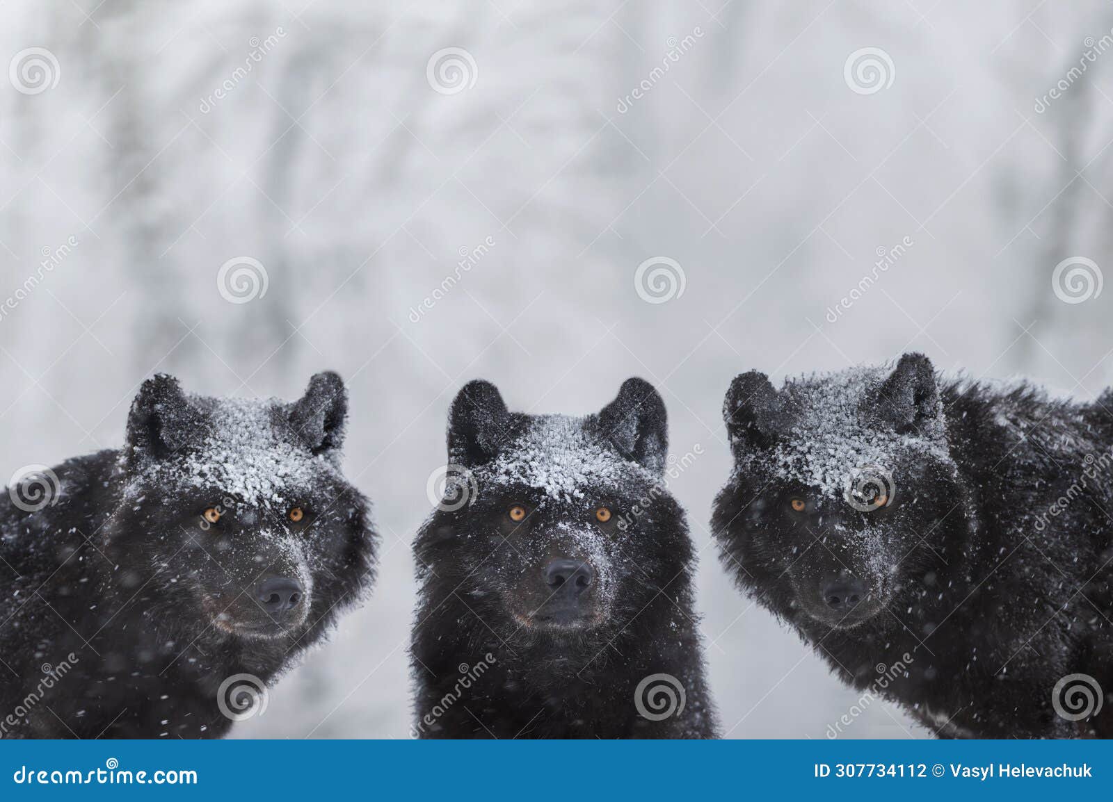 Canadian Wolf Leading through the Forest during a Snowfall Stock Photo ...