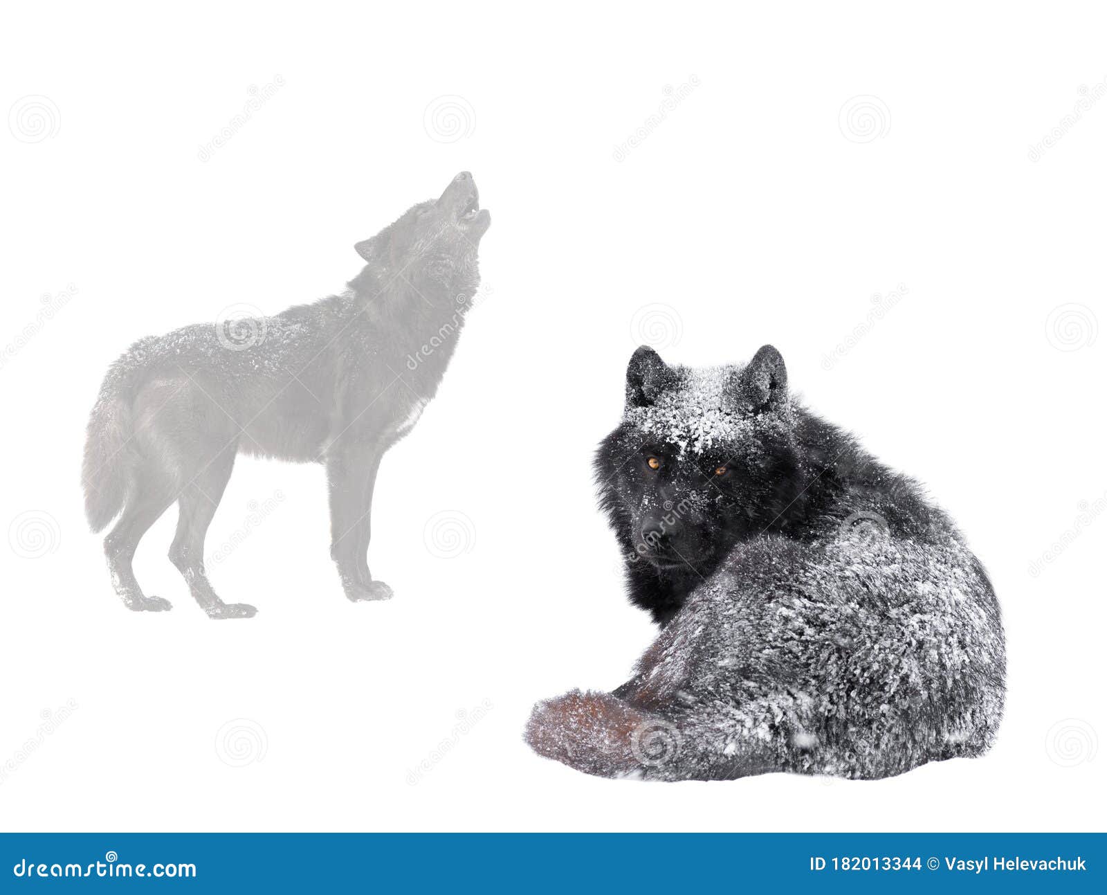 Canadian Wolf Lies on the Background of a Howling Wolf Isolated on a ...