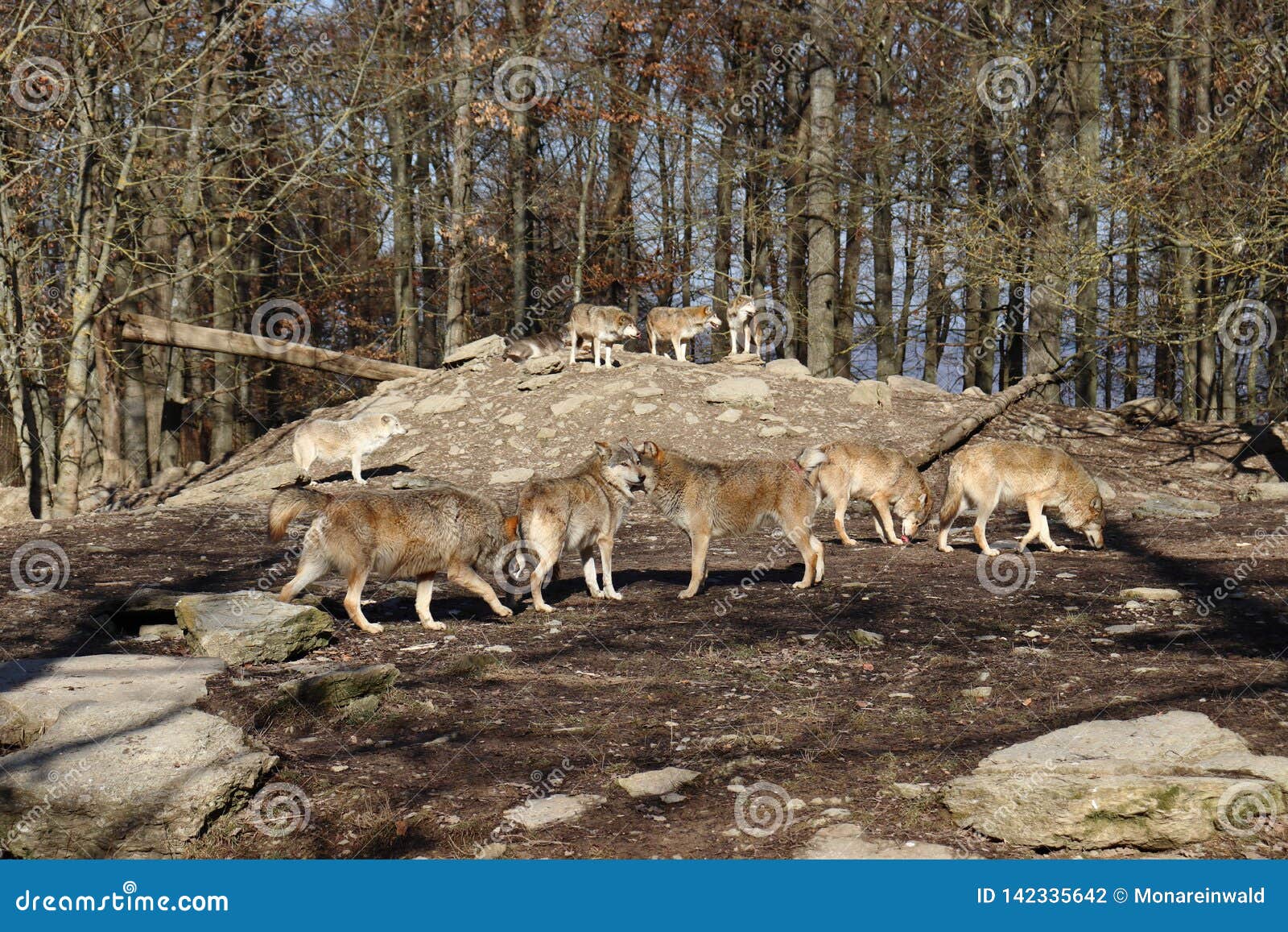 Canadian Wolf in Wildpark in Canada Editorial Photography - Image of ...