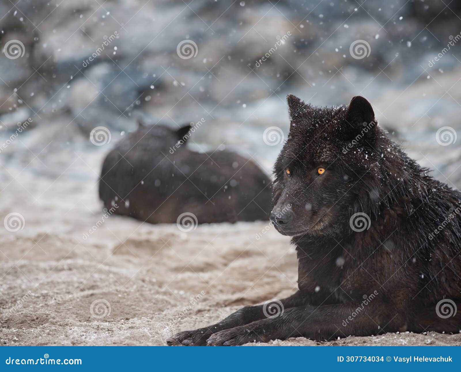 Canadian Wolves Lying Against Backdrop of Falling Snow Stock Photo ...