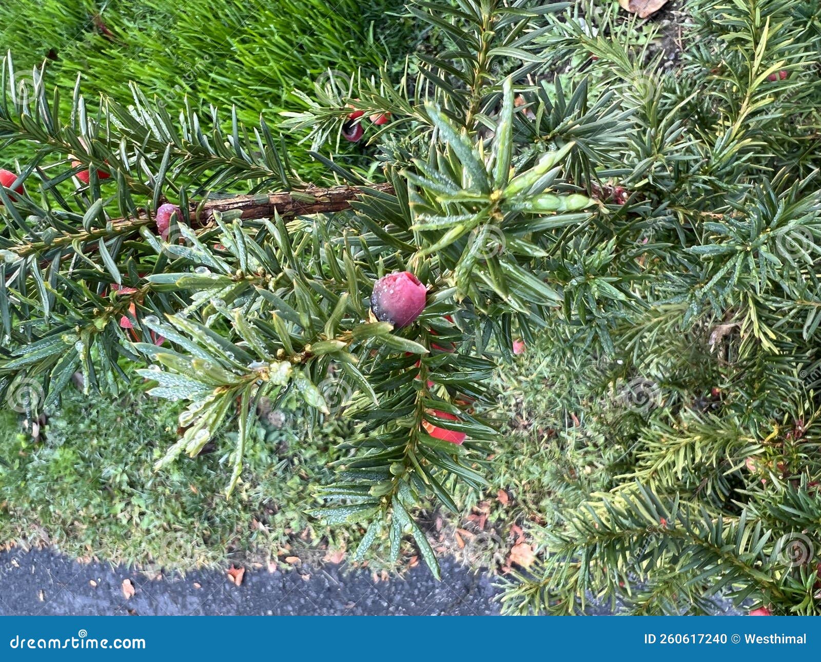 Canadian Yew, Taxus Canadensis, Native Shrub in Shaded Areas Stock ... Canadian Yew, Taxus Canadensis, Native Shrub in Shaded Areas Stock ...