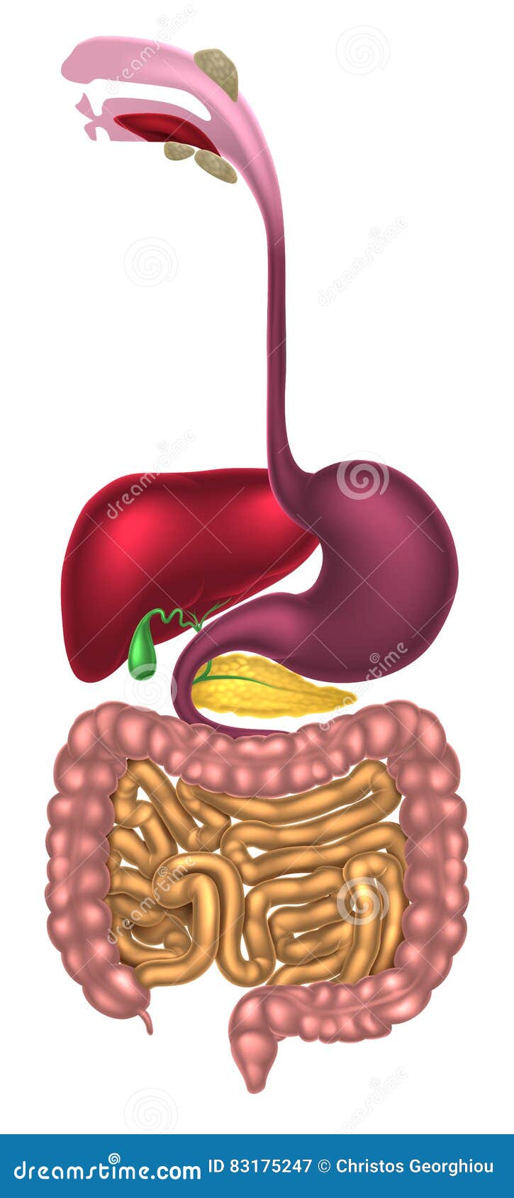 Canal Alimentar Do Trato Digestivo Ilustração do Vetor - Ilustração de ...