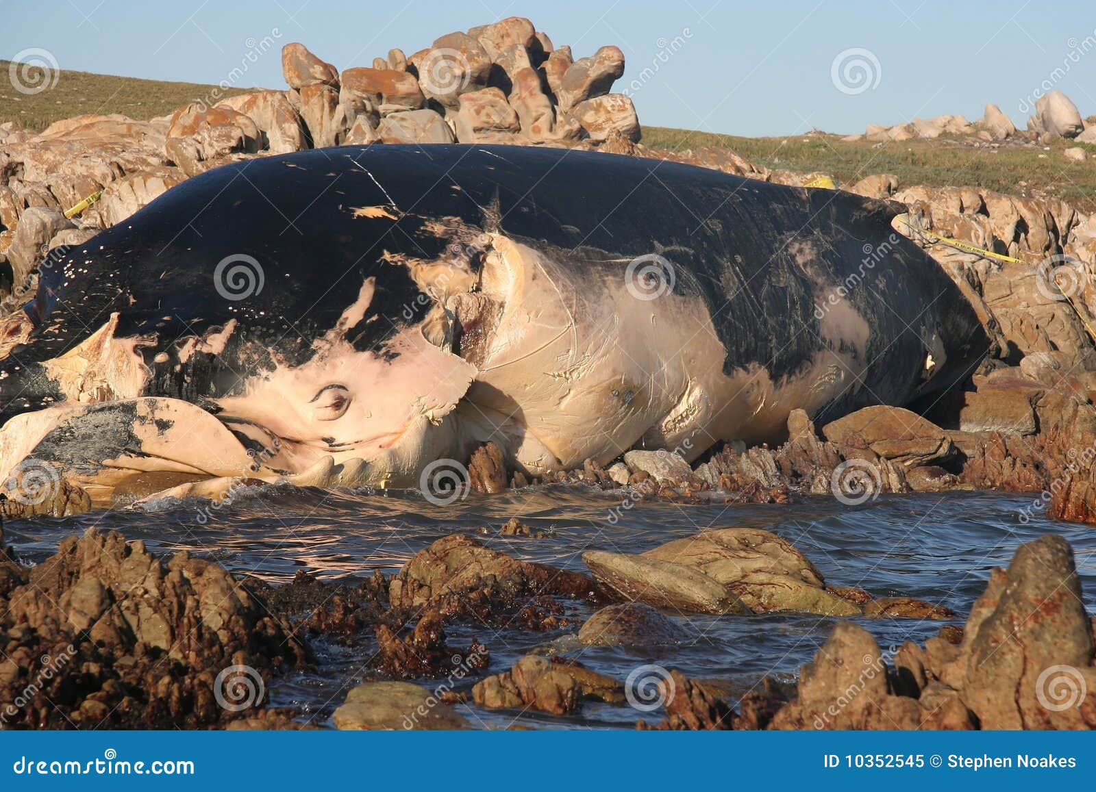 Canal de la ballena varada imagen de archivo. Imagen de azul - 10352545