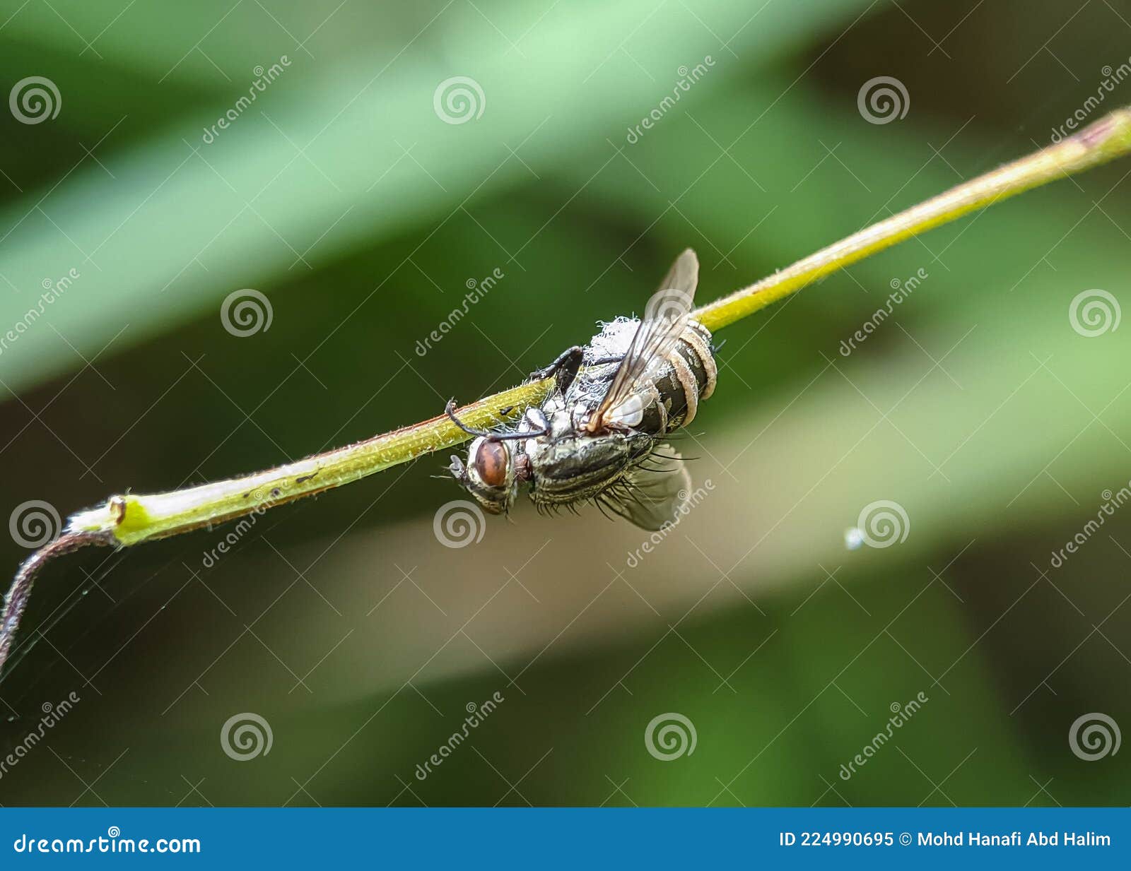 Canal de la mosca muerta. imagen de archivo. Imagen de cubo - 224990695