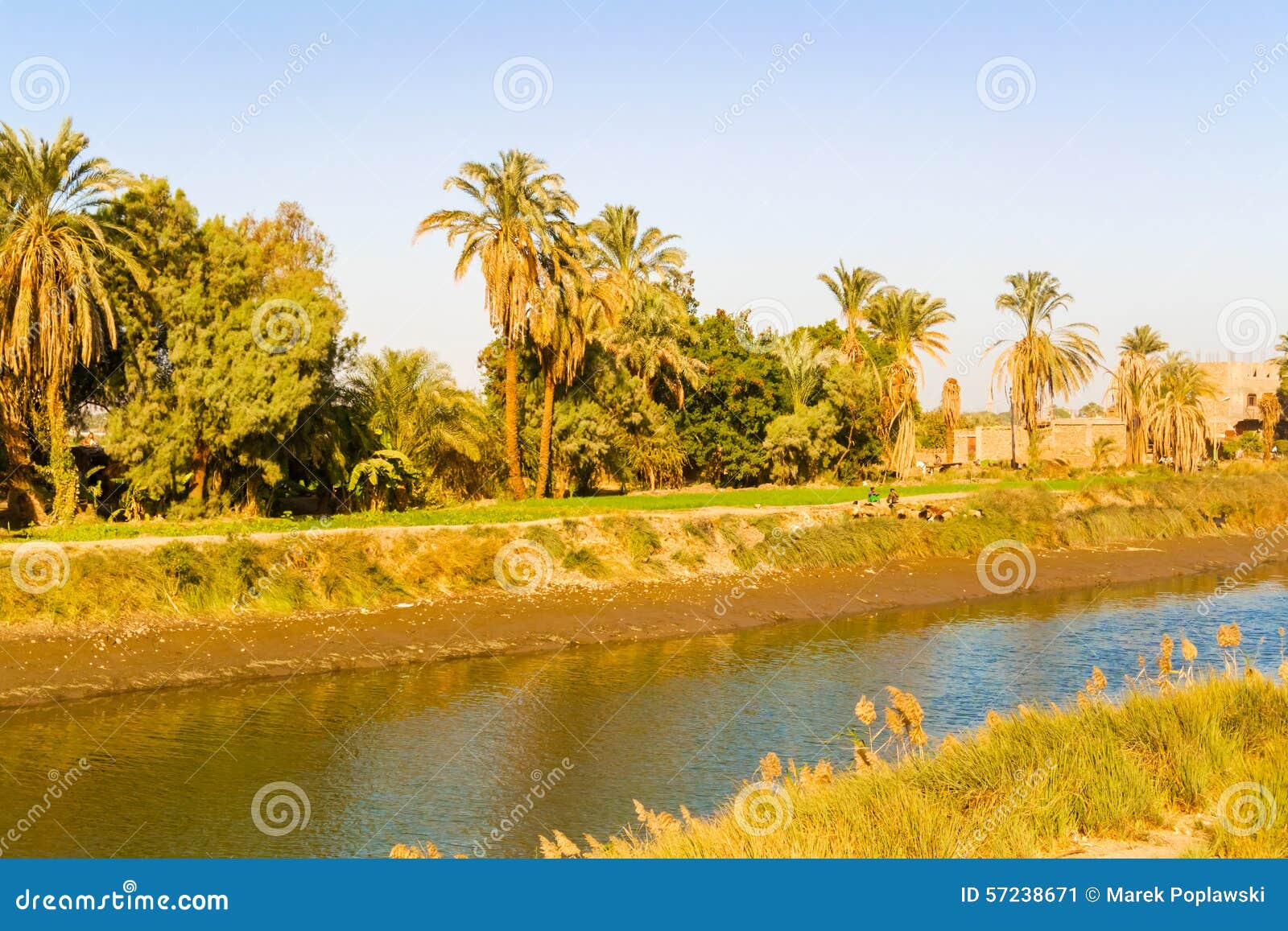 Canal del Nilo imagen de archivo. Imagen de agua, palma - 57238671