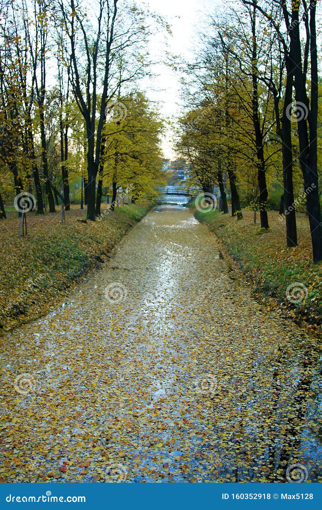 Canal is Full of Yellow Autumn Leaves Stock Photo - Image of aspens ...