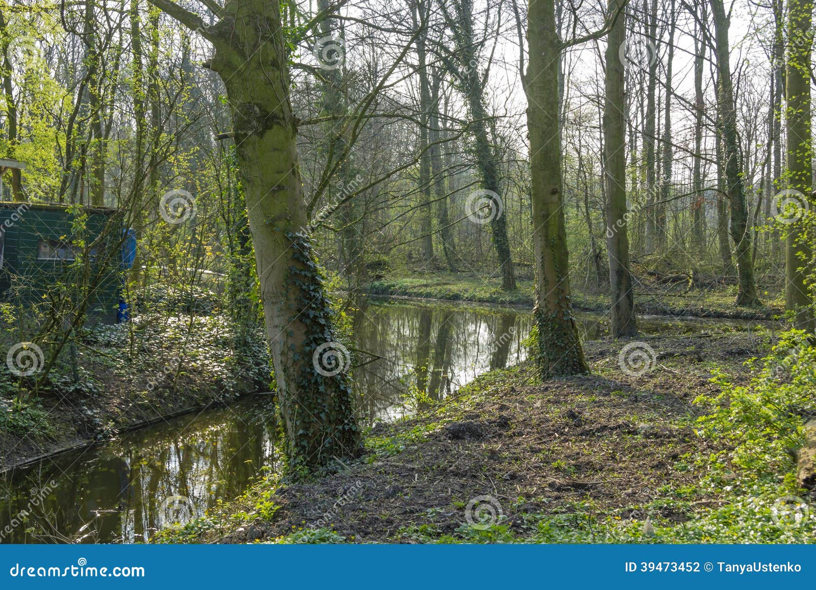 Canal Meandering through Spring Forest Stock Photo - Image of flevoland ...