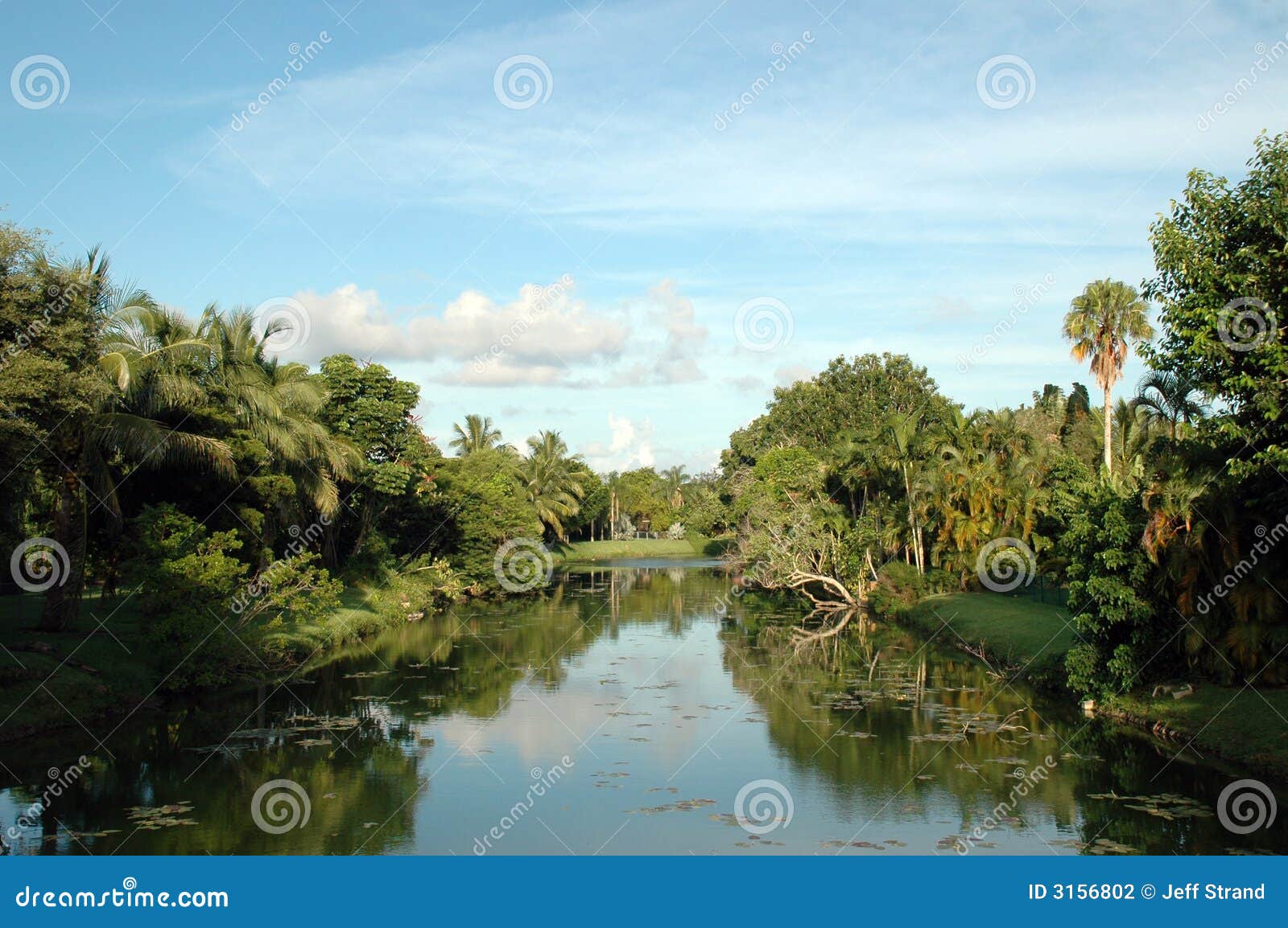 Canal in Miami with Vegetation Stock Photo - Image of bush, morass: 3156802
