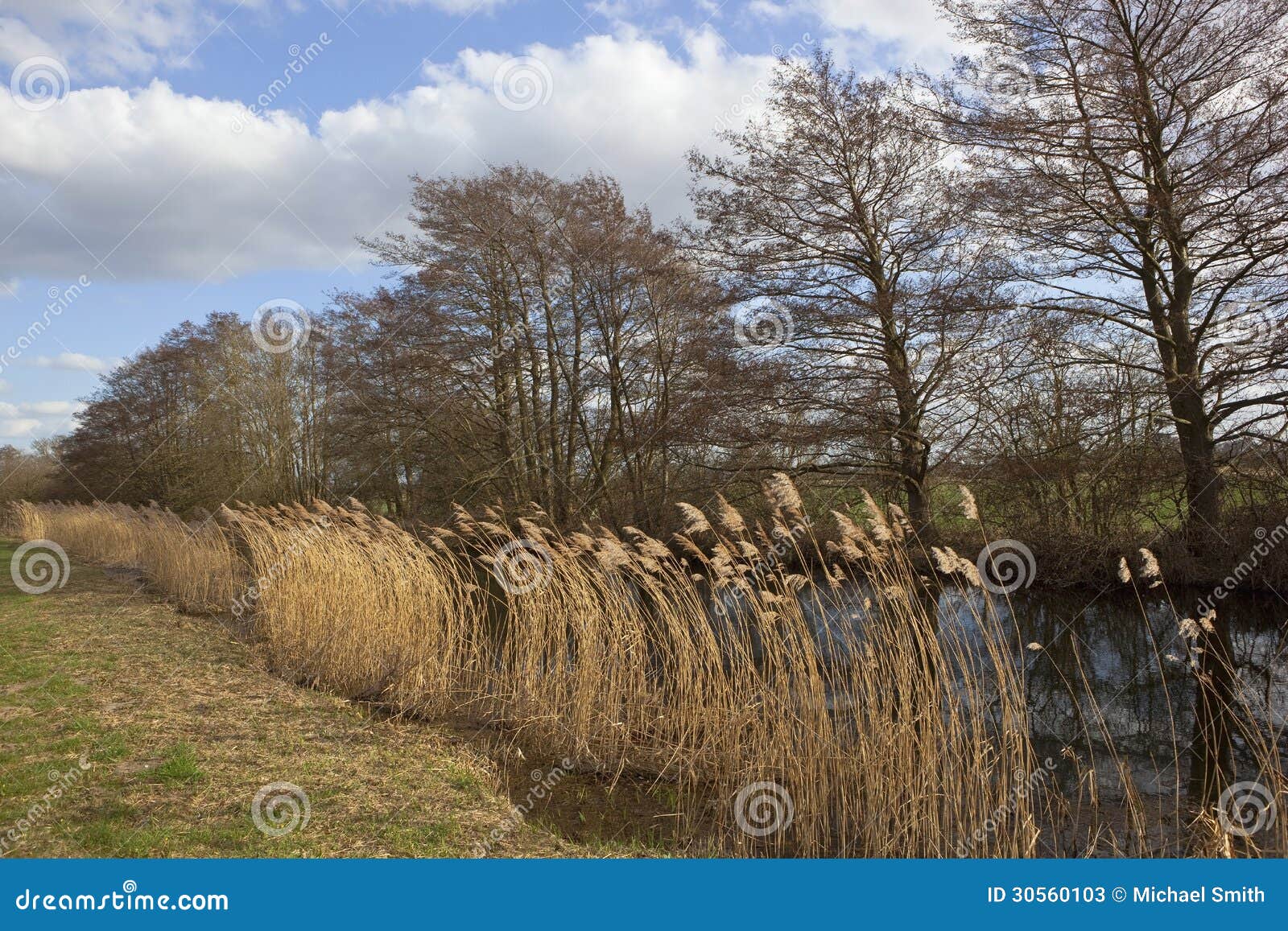 Canal and reeds stock image. Image of waterways, england - 30560103