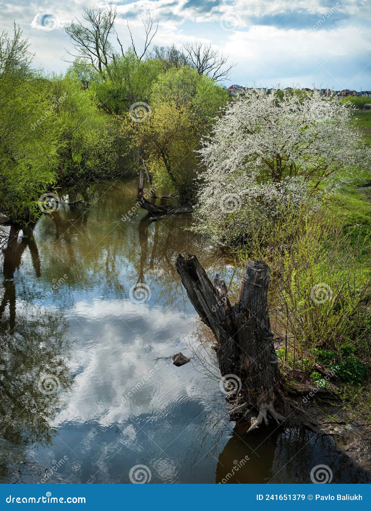 River with Reflection of Clouds on the Water and Wild Flowering Fruit ...