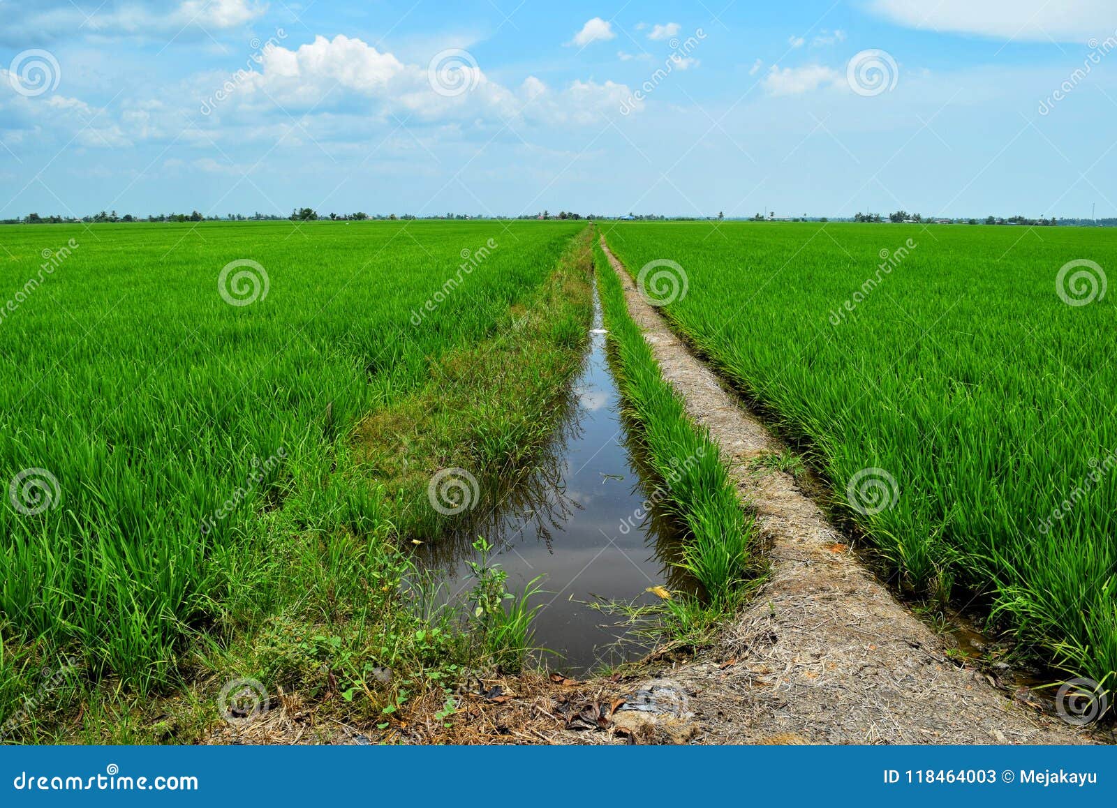 Canal in rice paddy field stock image. Image of water - 118464003