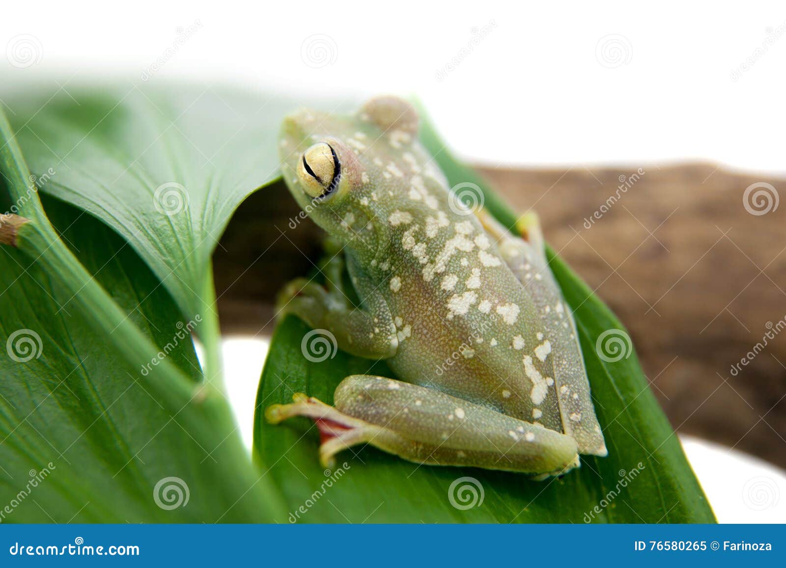 The Canal Zone Tree Frog on White Stock Image - Image of neighbours ...