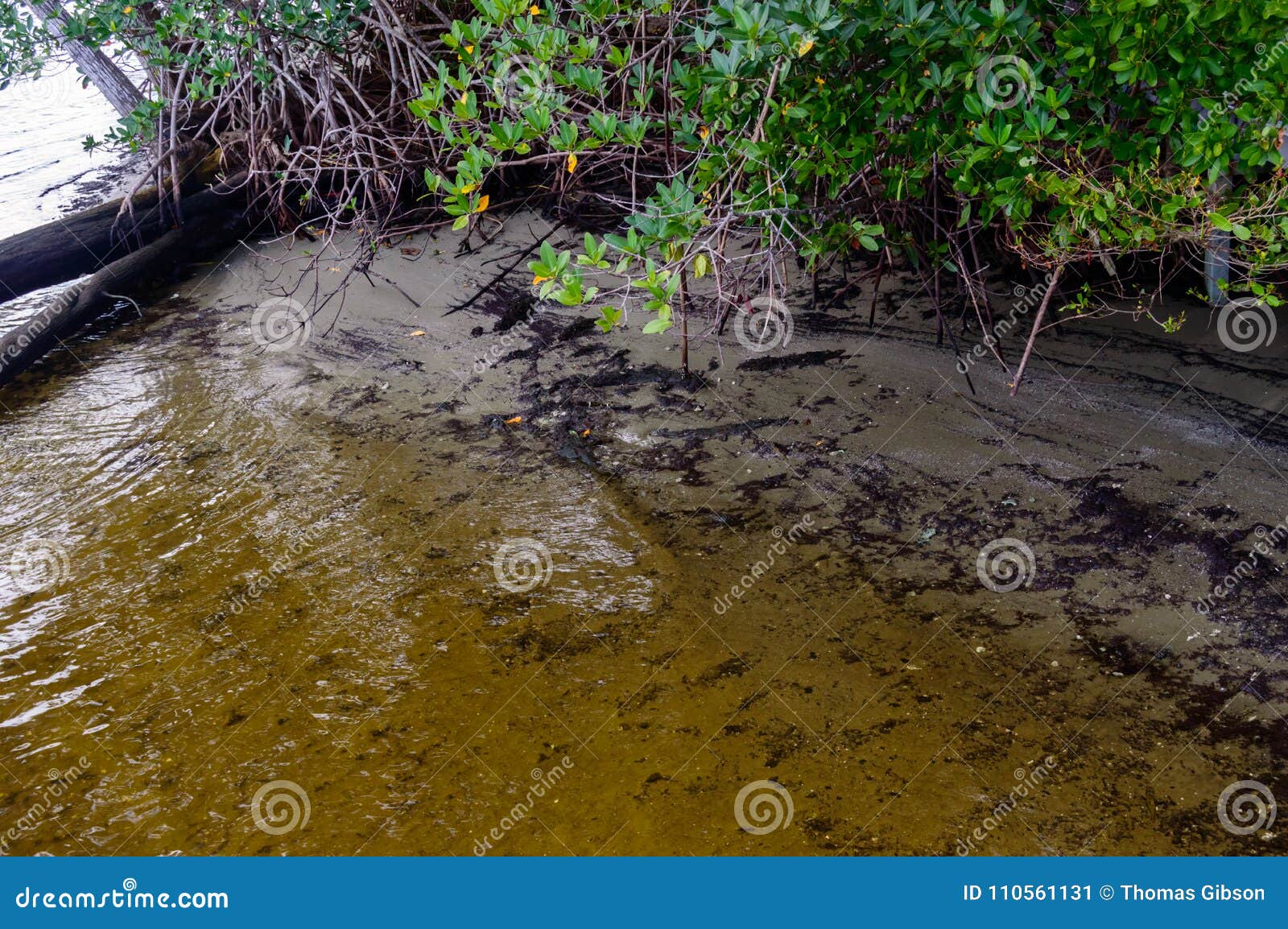 Canales De La Florida De Los Mangles Imagen de archivo - Imagen de ...