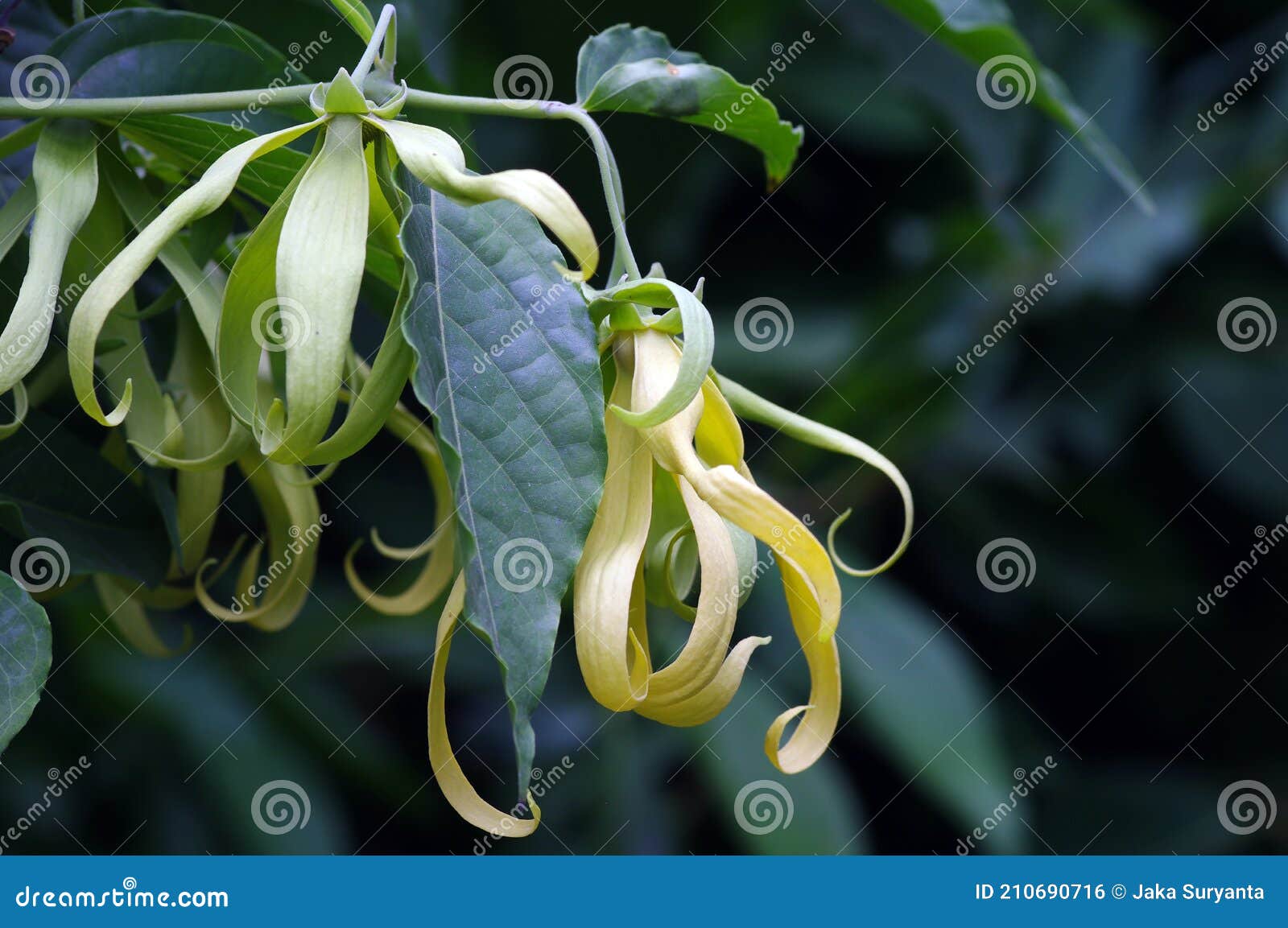 Kembang Kenanga Stock Photos - Free & Royalty-Free Stock Photos from ...