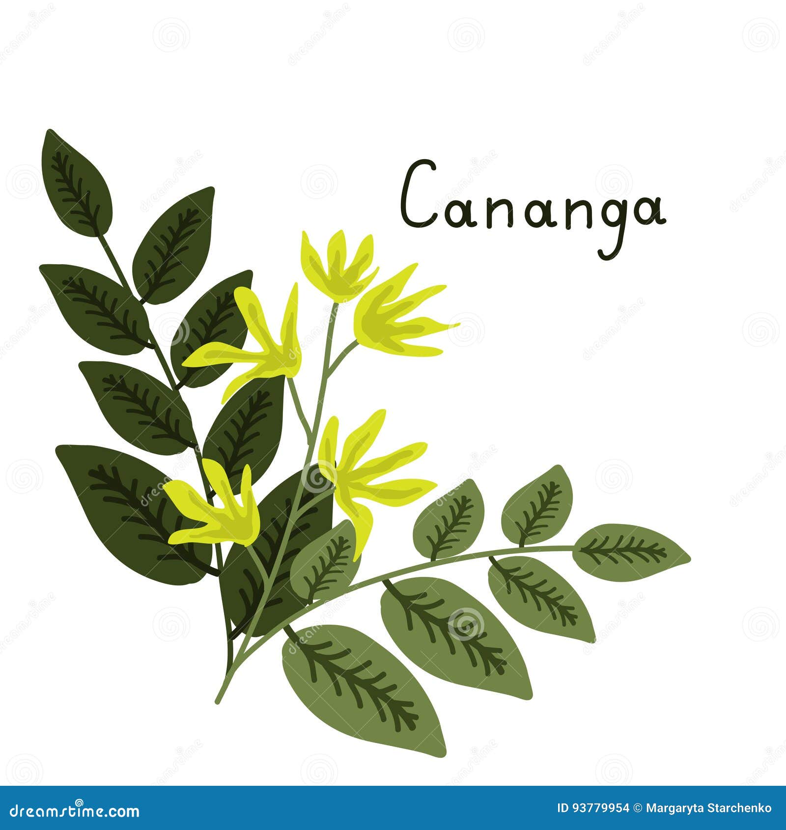 Cananga Odorata Illustration Stock Vector - Illustration of odorata ...