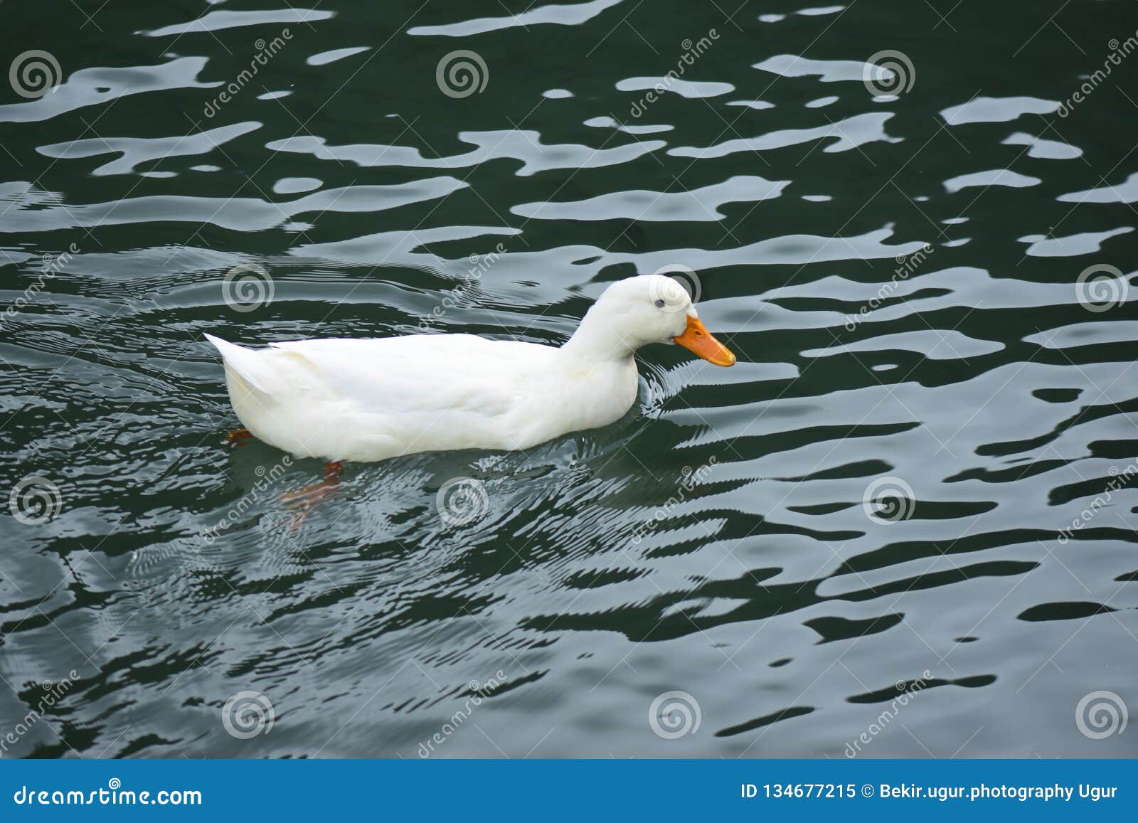 Canard Blanc Flottant Dans Le Lac Image stock - Image du ondulation ...